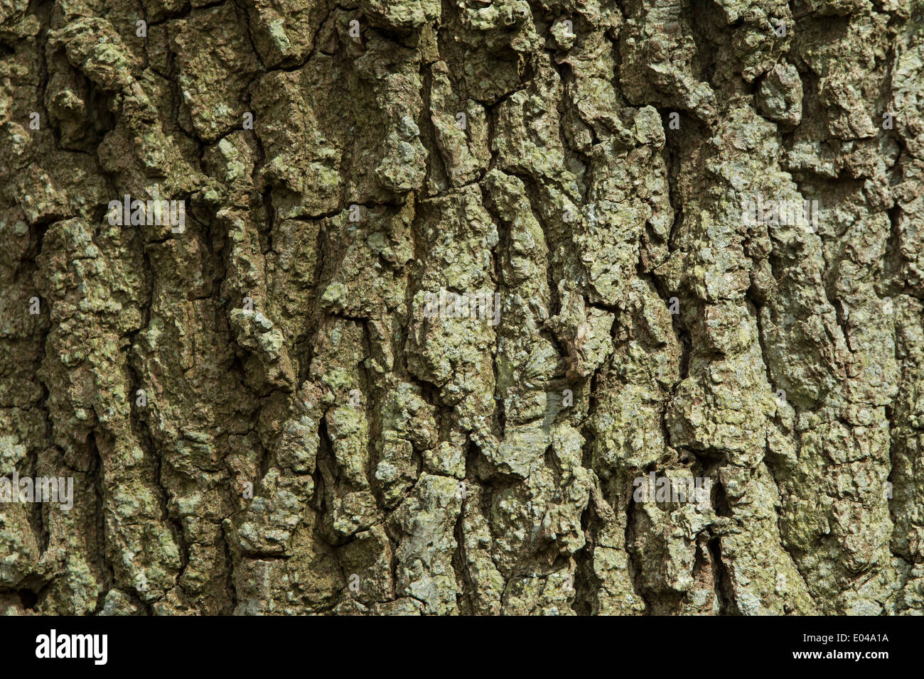 Bark of Oak Tree Stock Photo - Alamy