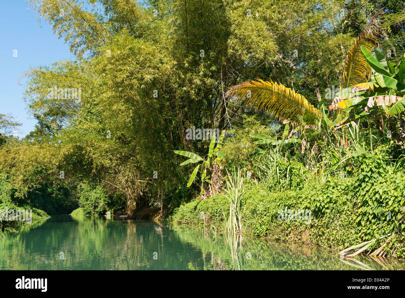 Wilderness along the Martha Brae River, Falmouth, Jamaica Stock Photo ...
