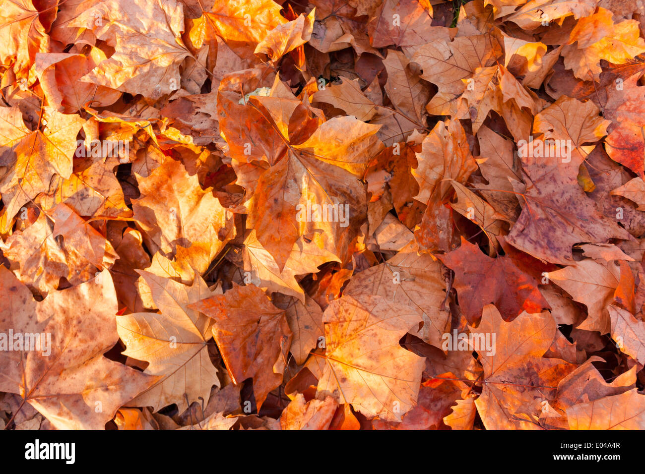 Warm ground hi-res stock photography and images - Alamy