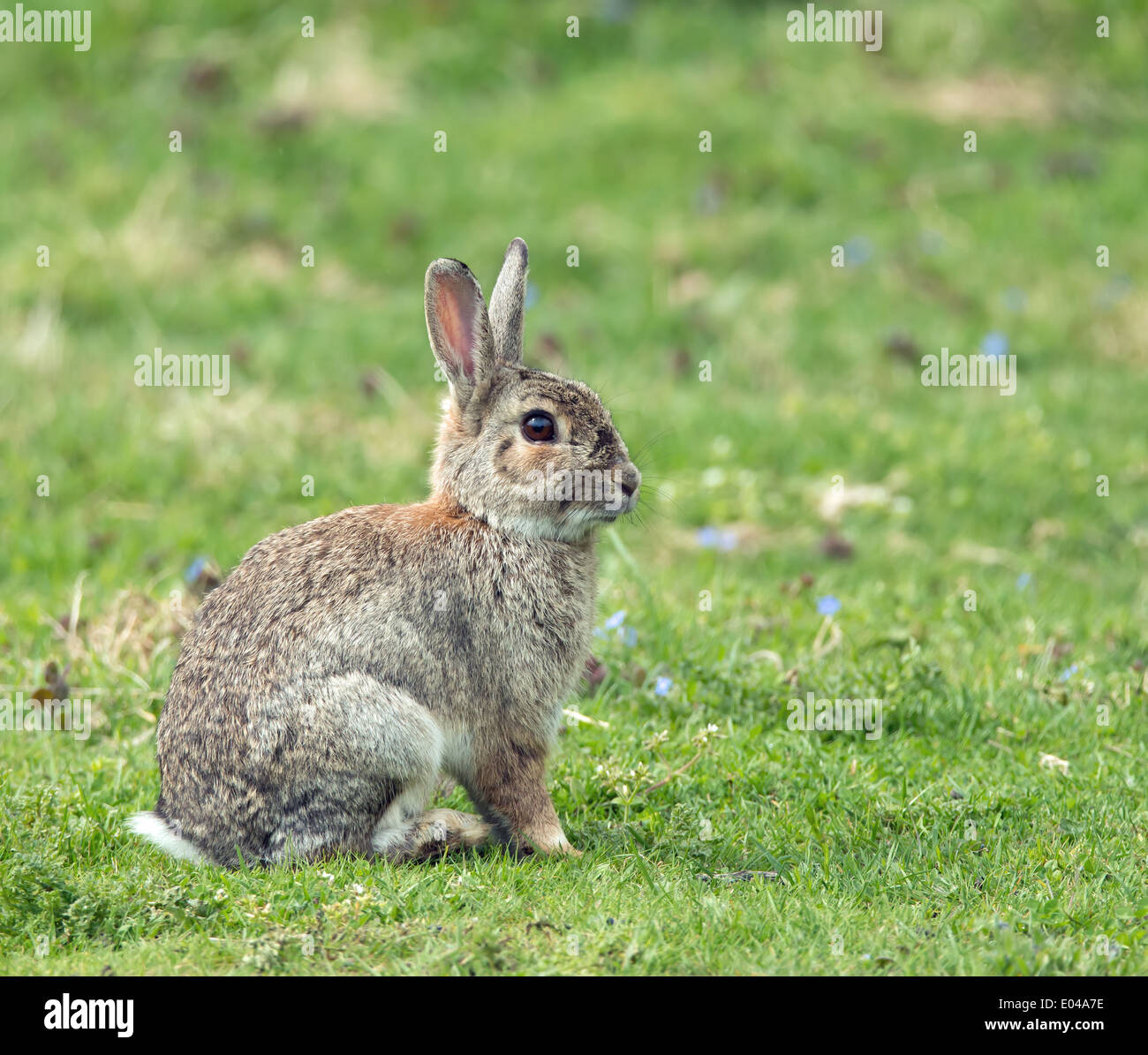 Young European Rabbit sitting alert with ears up Stock Photo - Alamy
