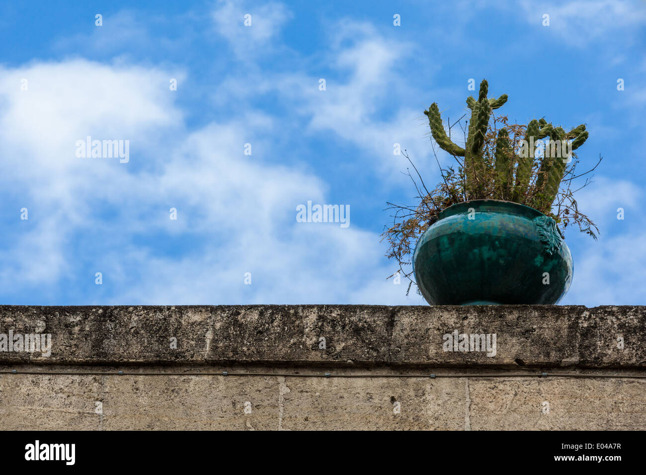 Potted cactus hi-res stock photography and images - Alamy