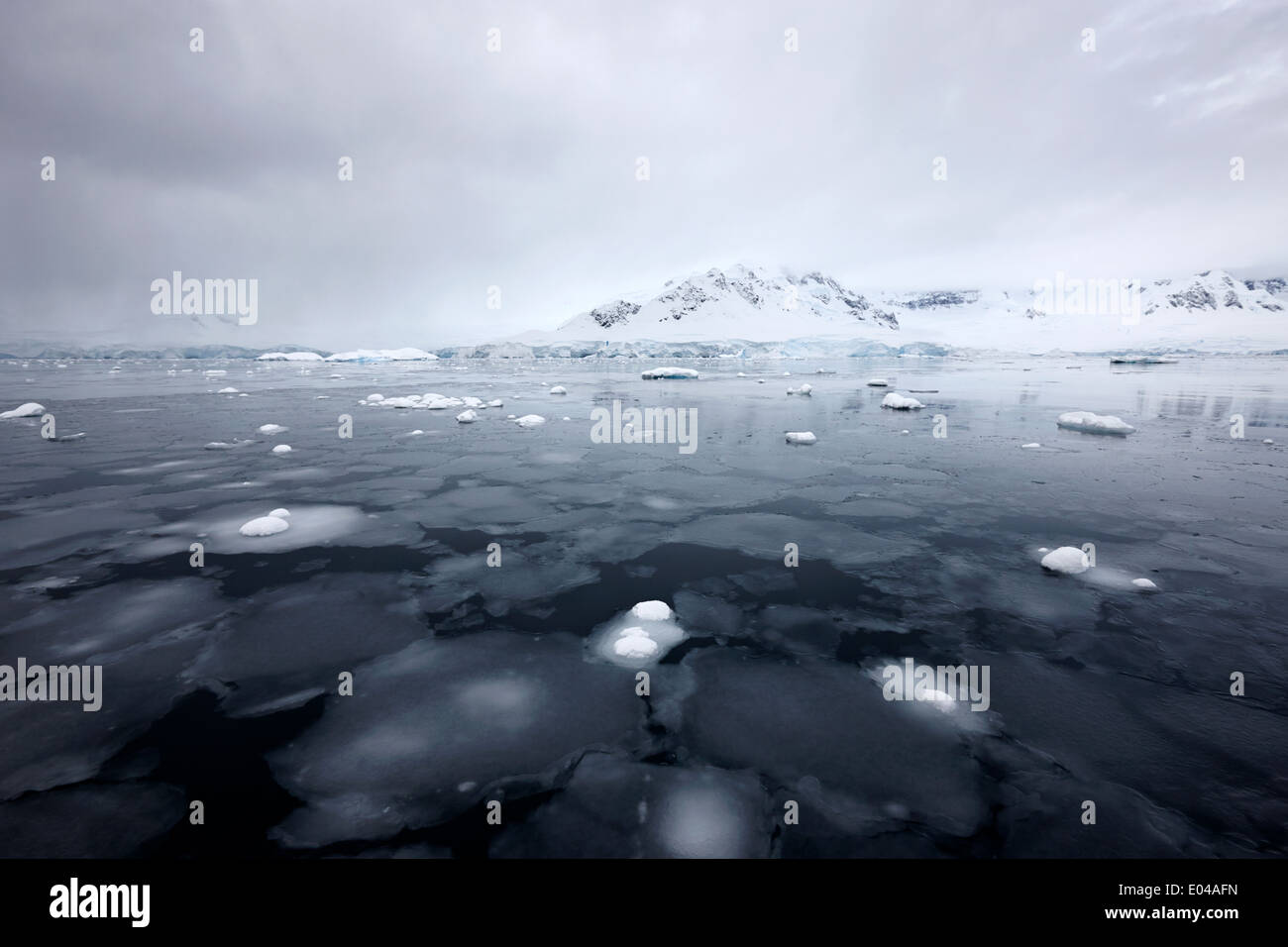 pancake sea ice forming in Fournier Bay on Anvers Island Antarctica ...