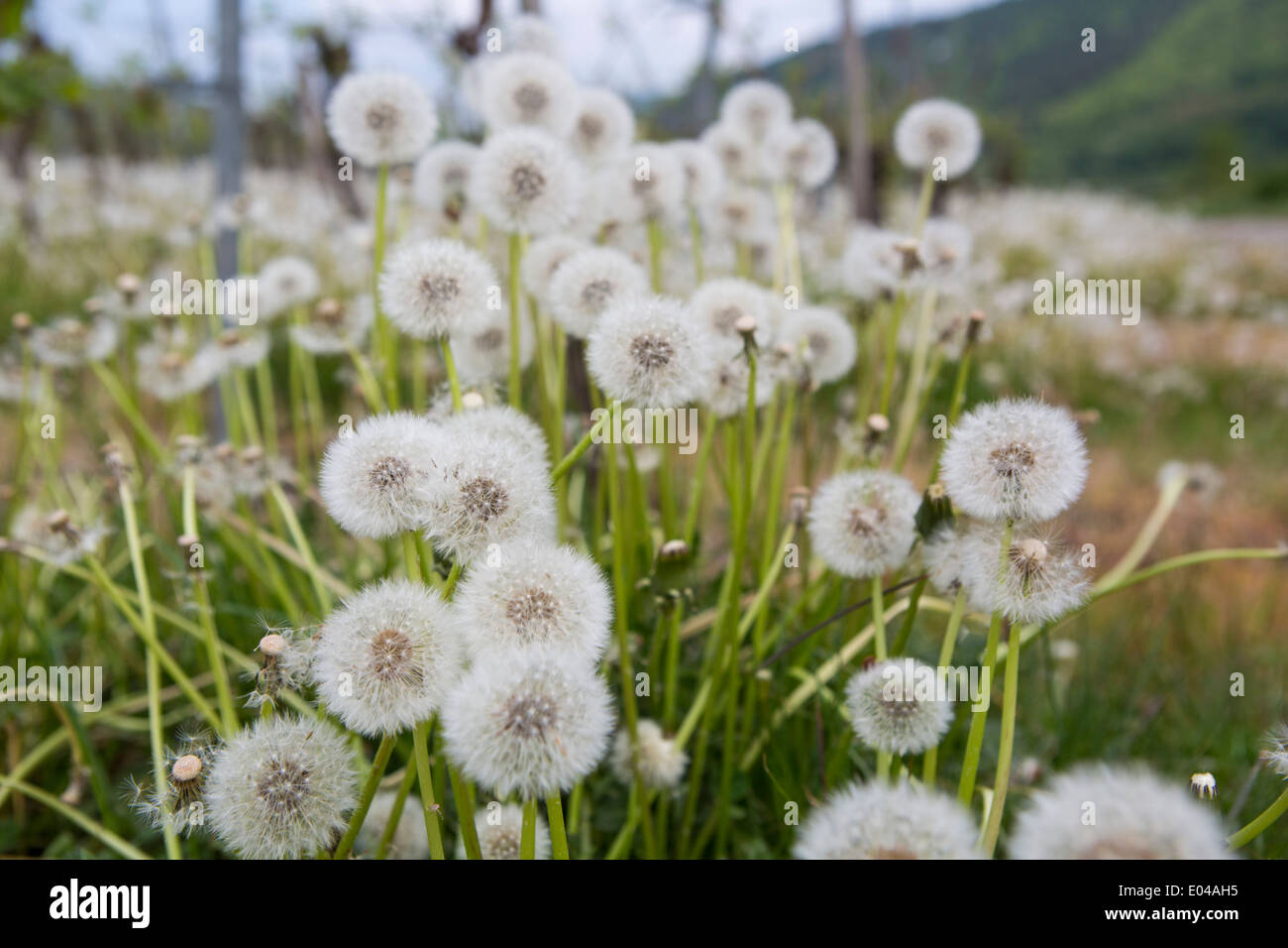 Hawkbit hi-res stock photography and images - Alamy