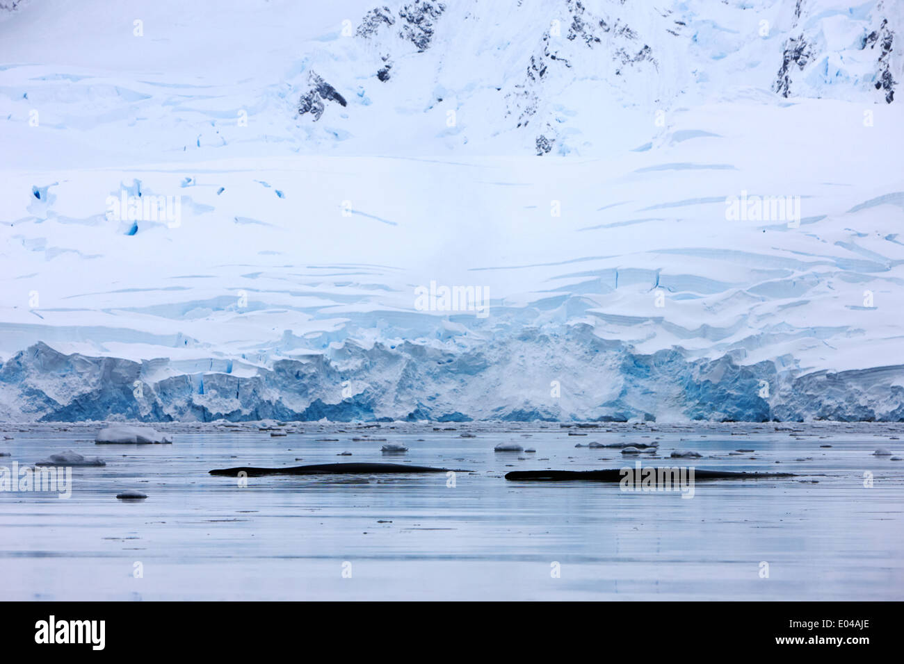 Humpback whale logging in hi-res stock photography and images - Alamy