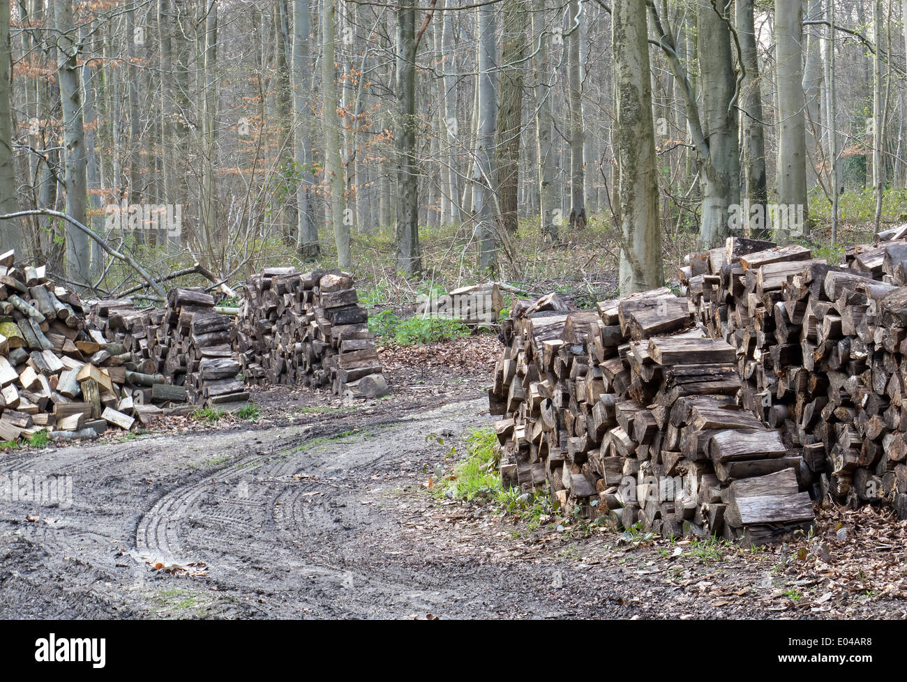 Log piles for wildlife hi-res stock photography and images - Alamy