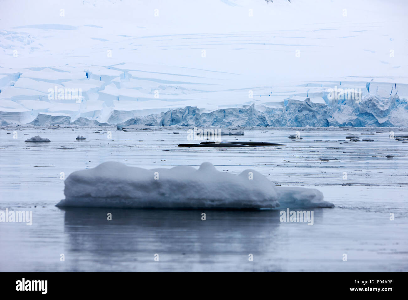 Antarctica humpback whales hi-res stock photography and images - Alamy