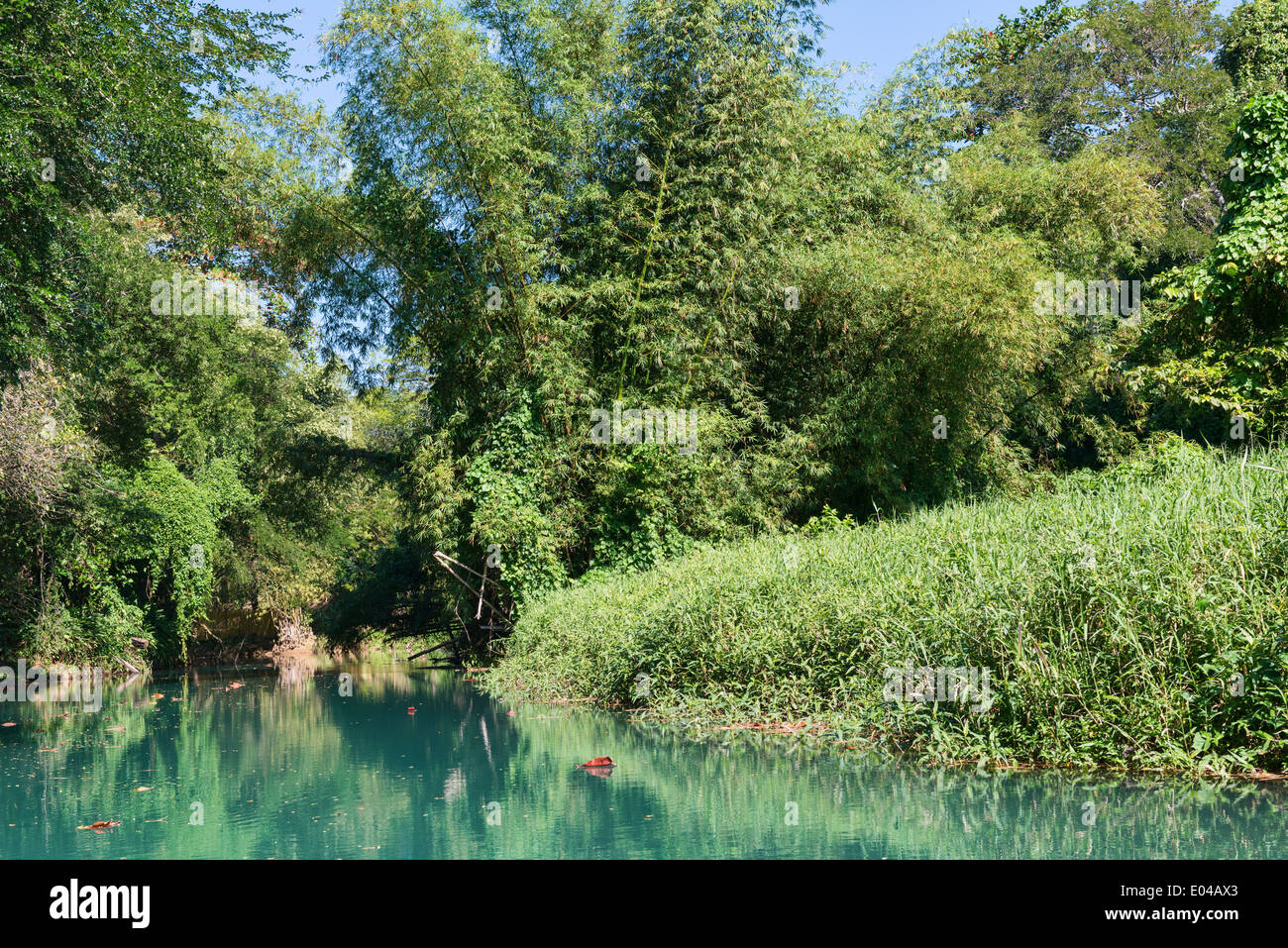Wilderness along the Martha Brae River, Falmouth, Jamaica Stock Photo ...