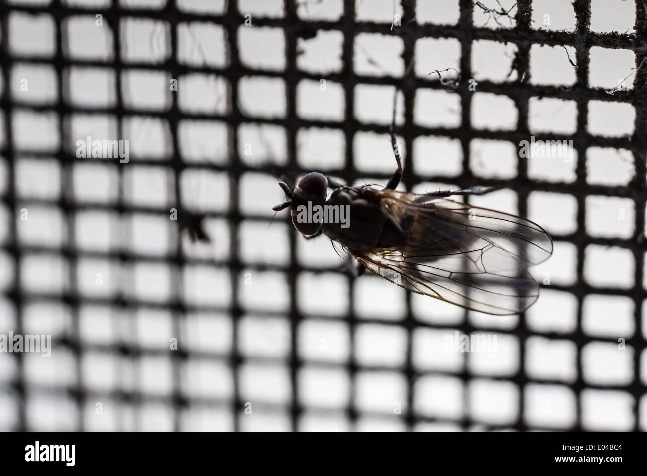 Disgusting bug hi-res stock photography and images - Alamy