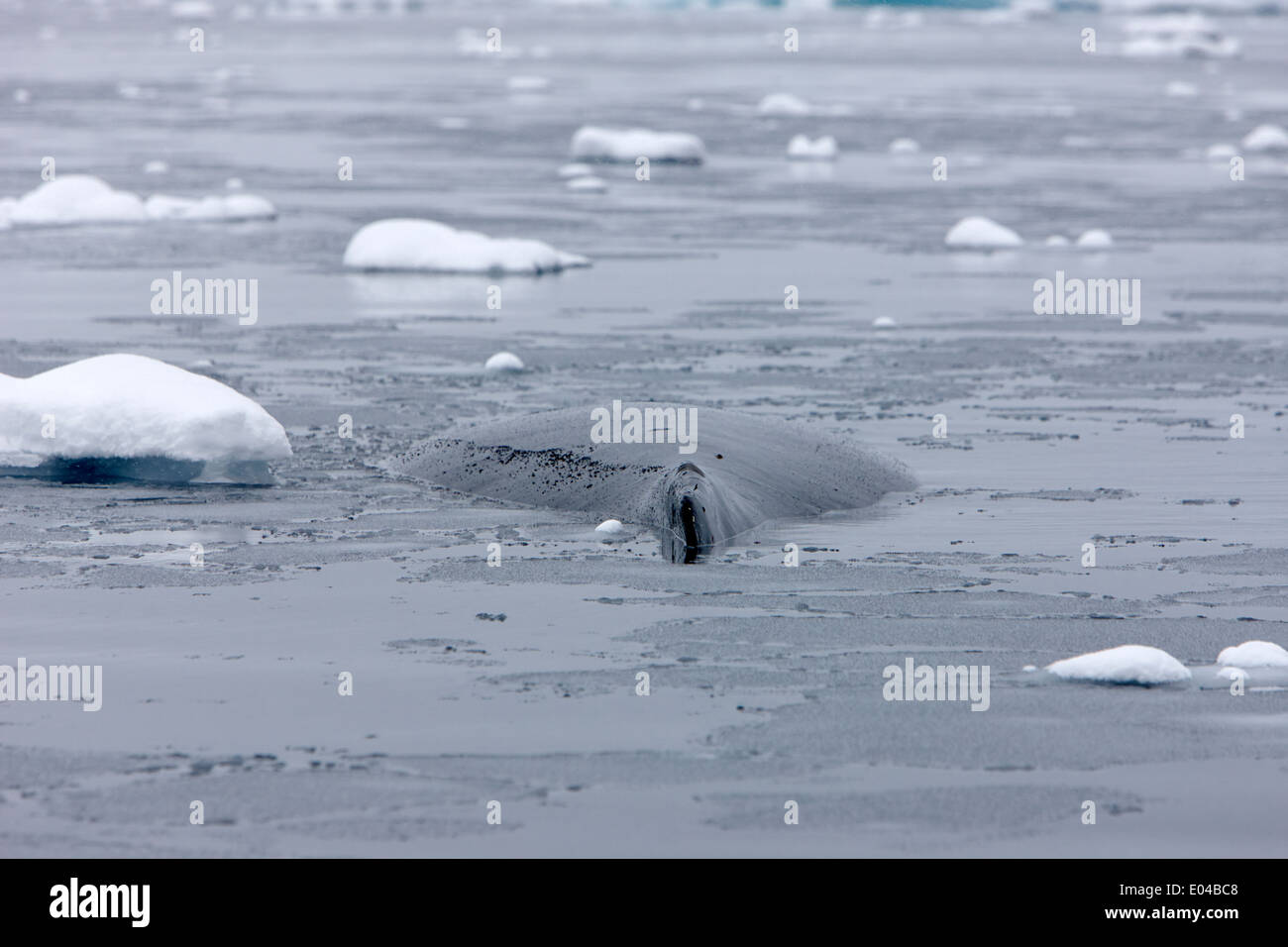 humpback whale back and dorsal fin megaptera novaeangliae logging or ...