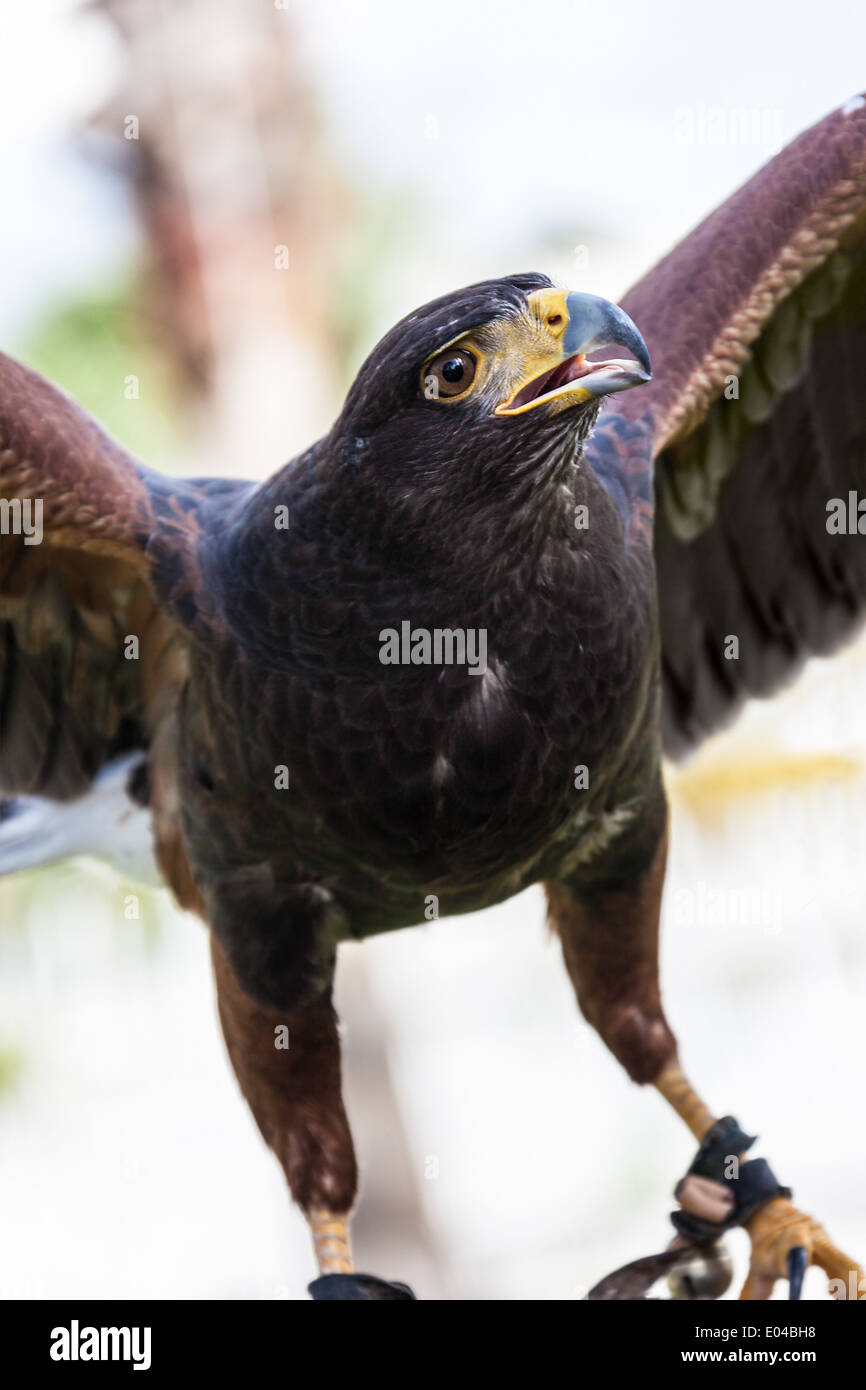 close shot of a beautiful bird of prey Stock Photo - Alamy