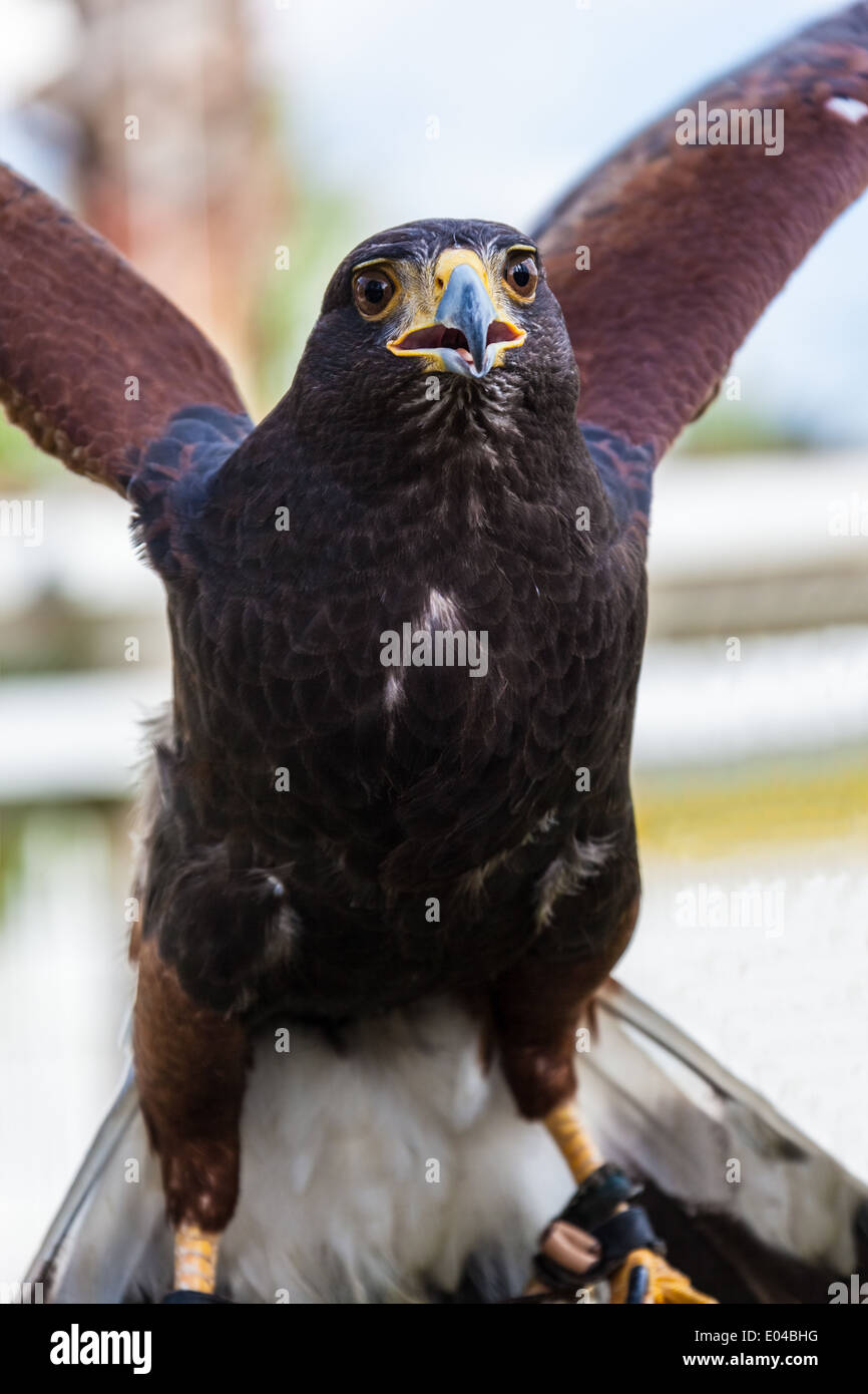 close shot of a beautiful bird of prey Stock Photo - Alamy
