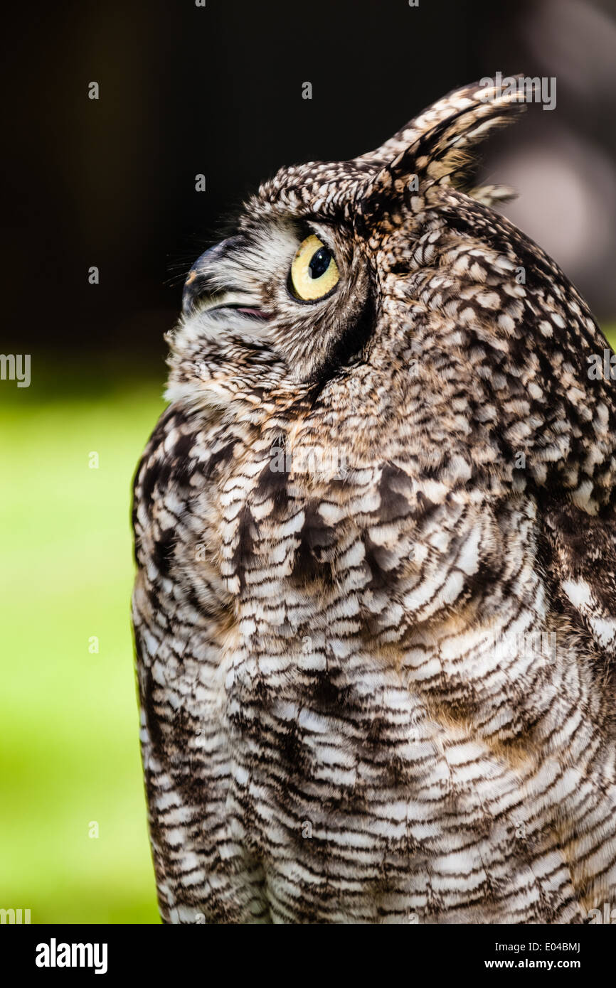 Wise old bird hi-res stock photography and images - Alamy
