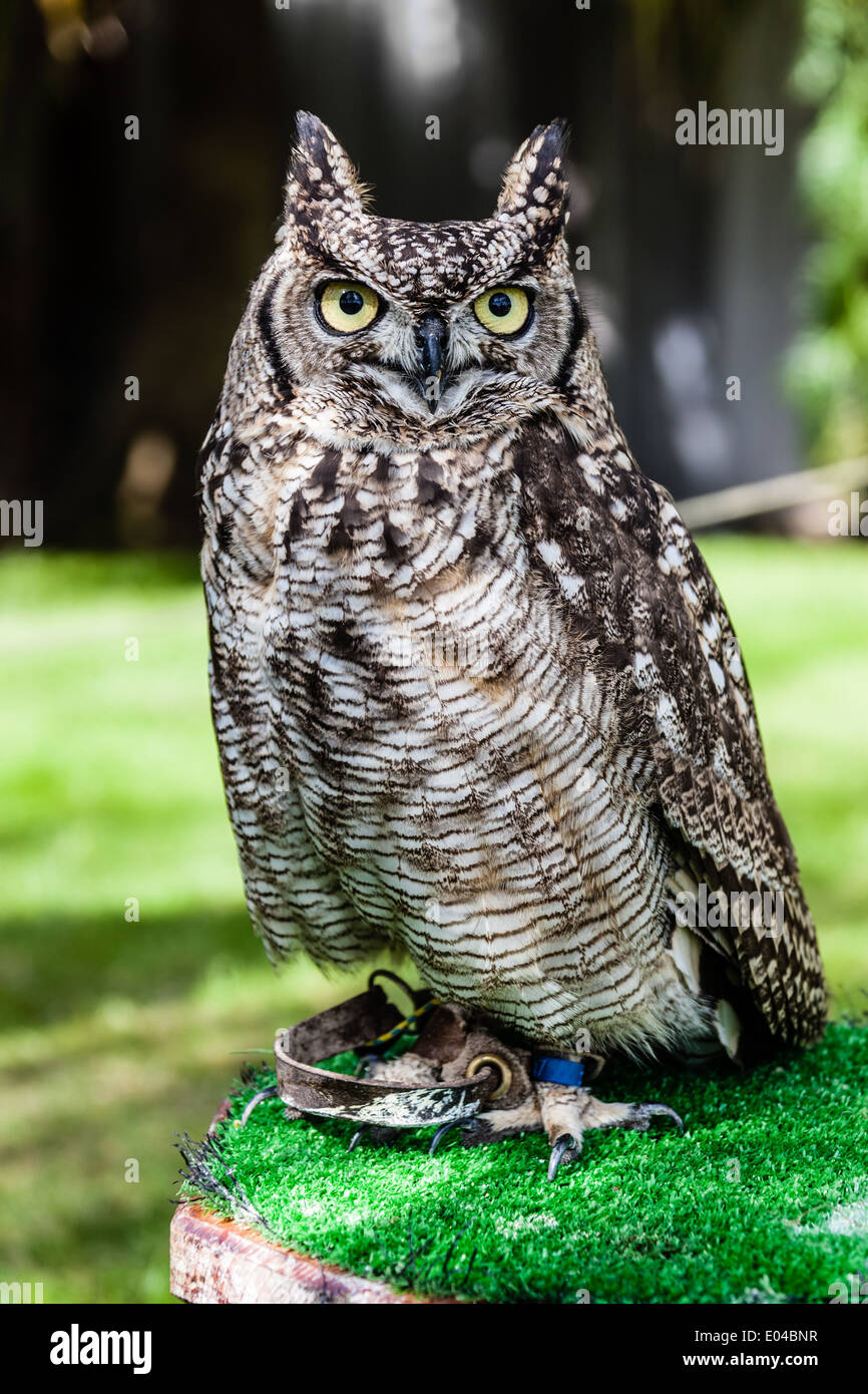 Wise old bird hi-res stock photography and images - Alamy