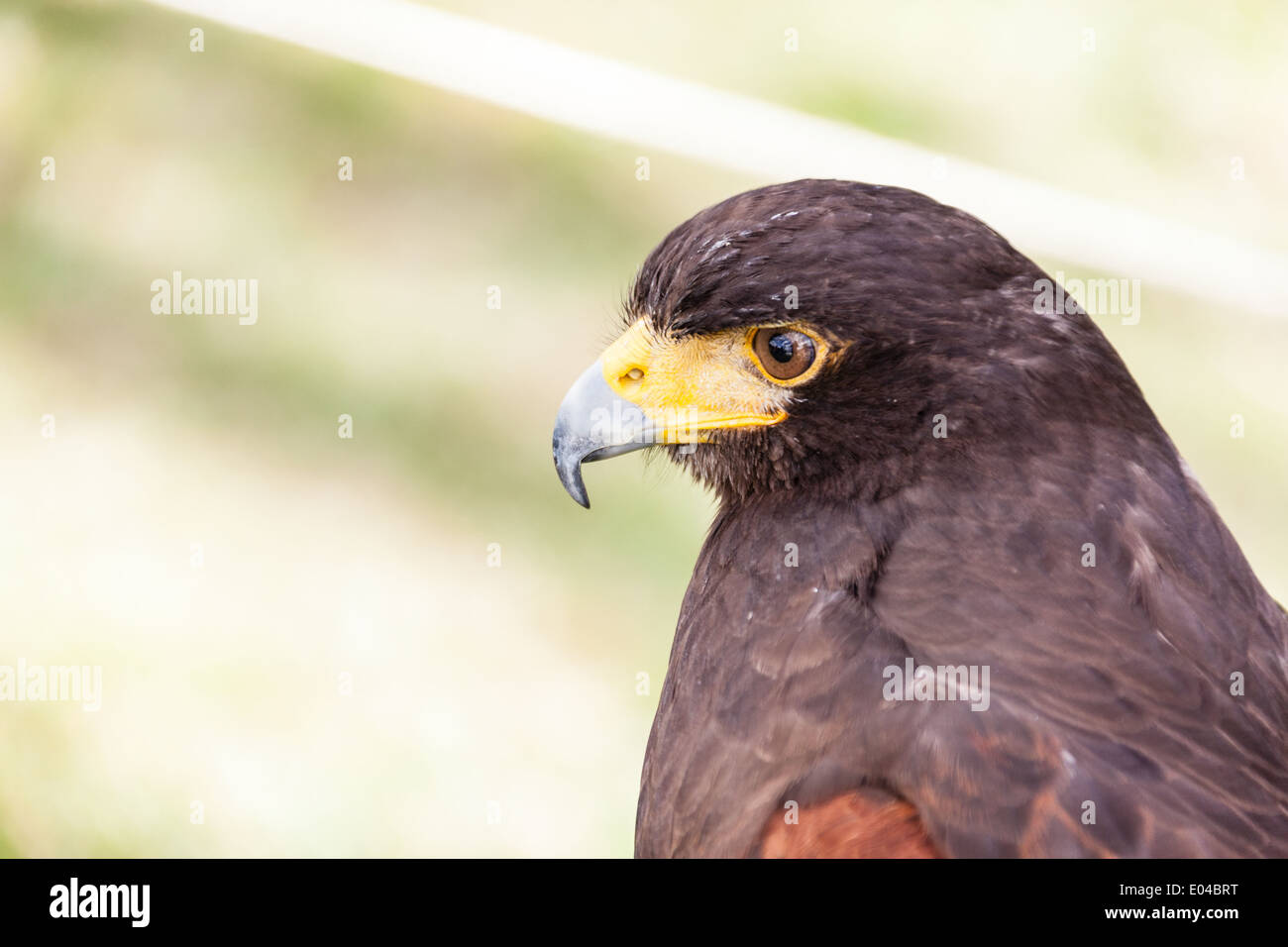 Beautiful bird of prey hi-res stock photography and images - Alamy