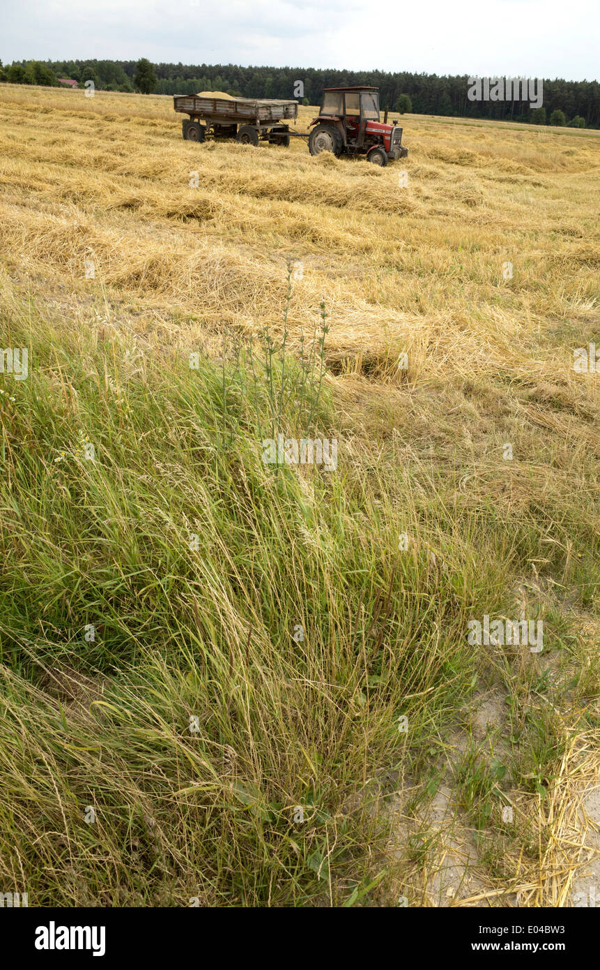 Small Massey Ferguson tractor attached to trailer filled with harvested ...