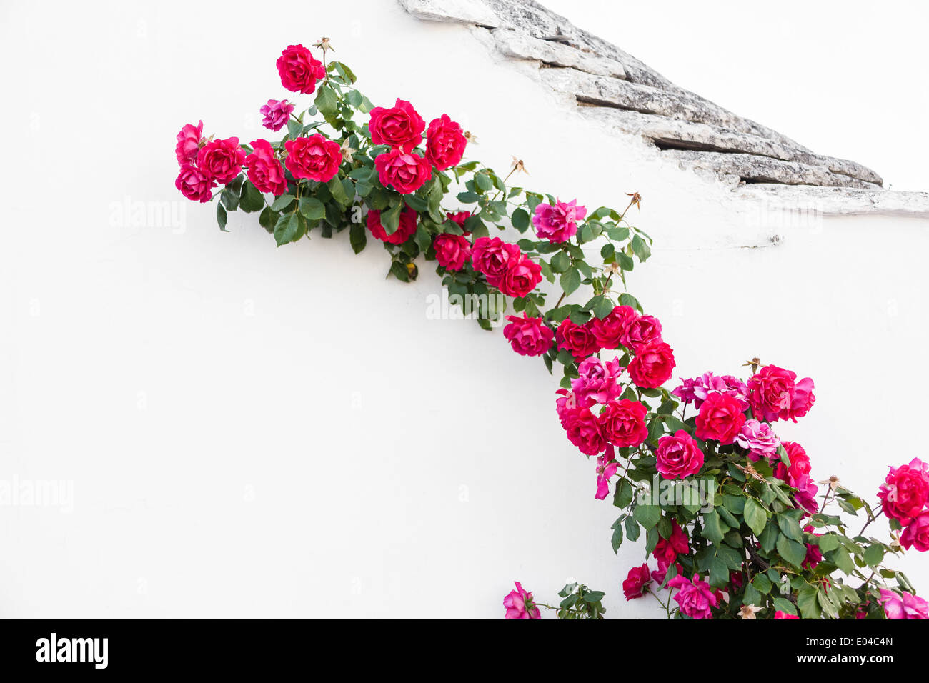 Garden roses brick wall red hi-res stock photography and images - Alamy
