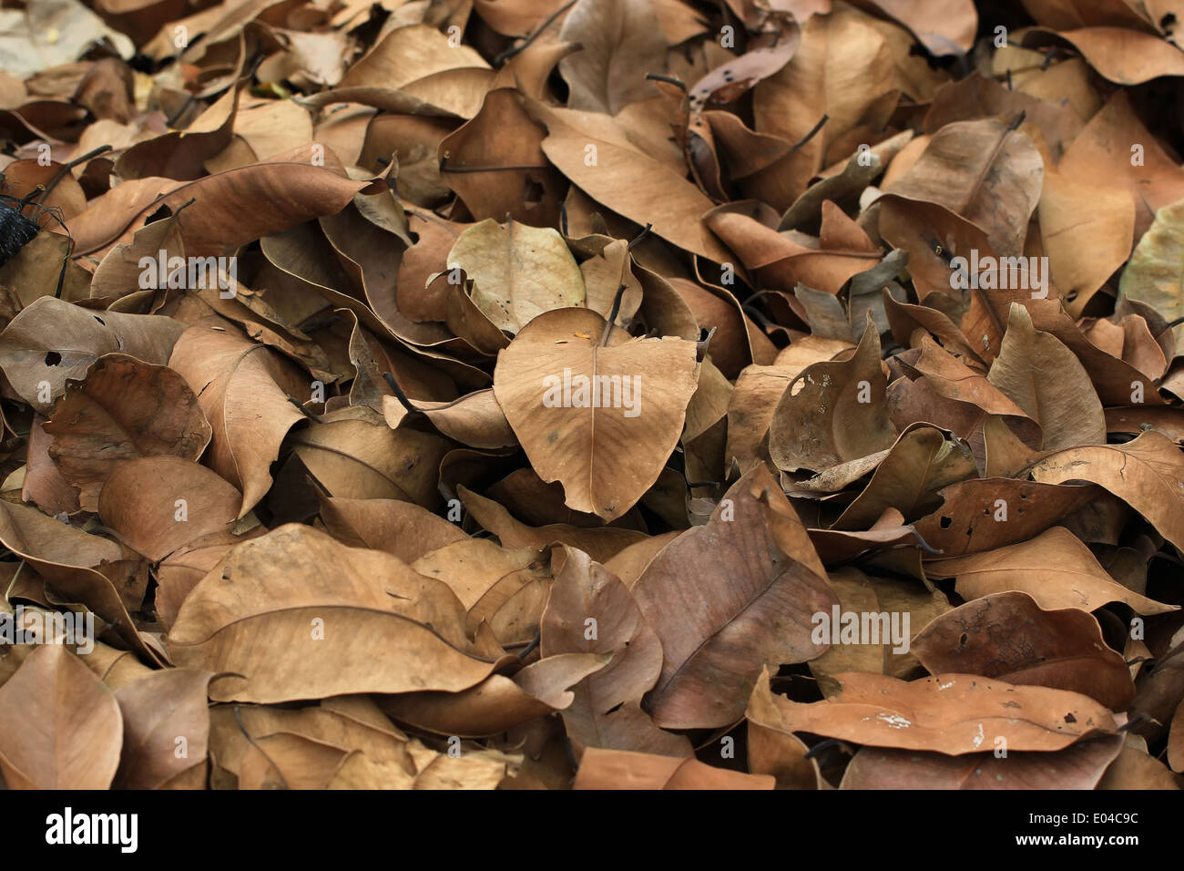 dry leaves background or texture Stock Photo - Alamy