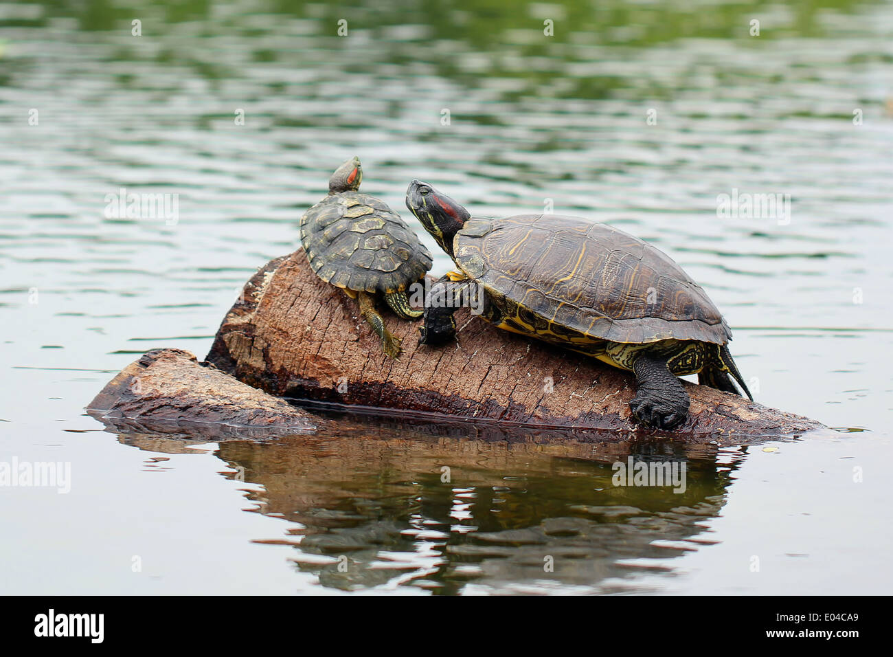 turtle on a pole in pond Stock Photo - Alamy