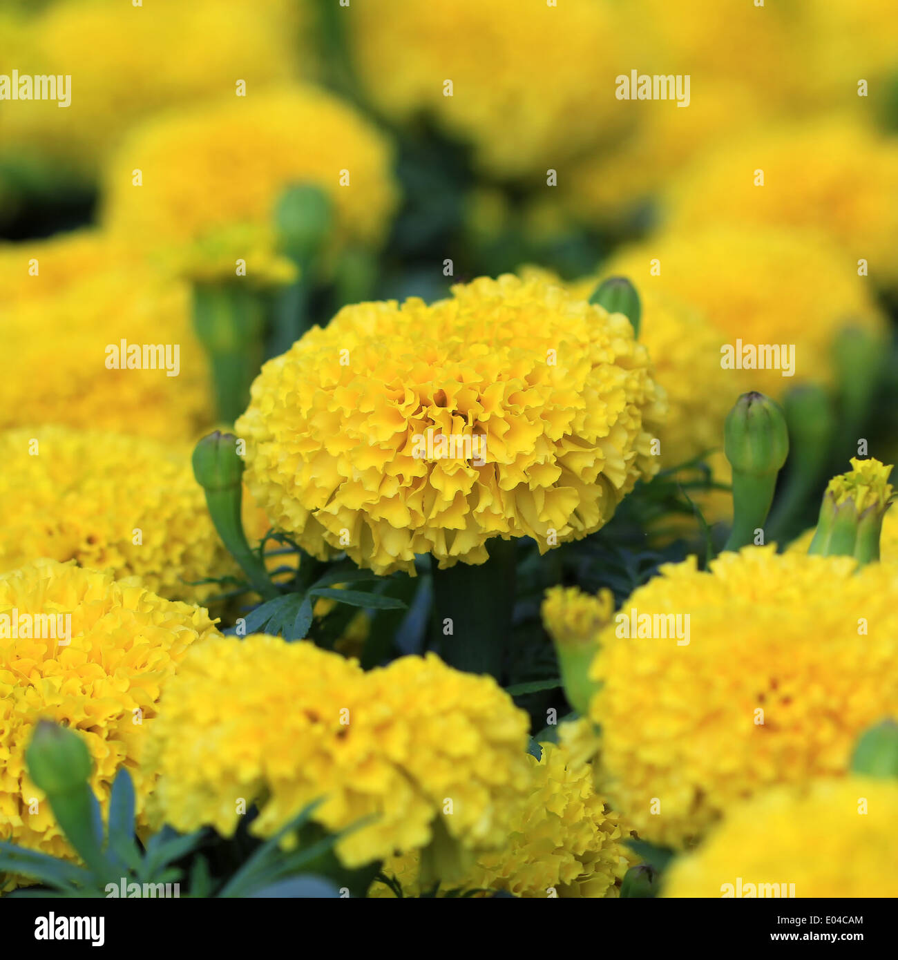 beautiful marigold in the garden Stock Photo - Alamy