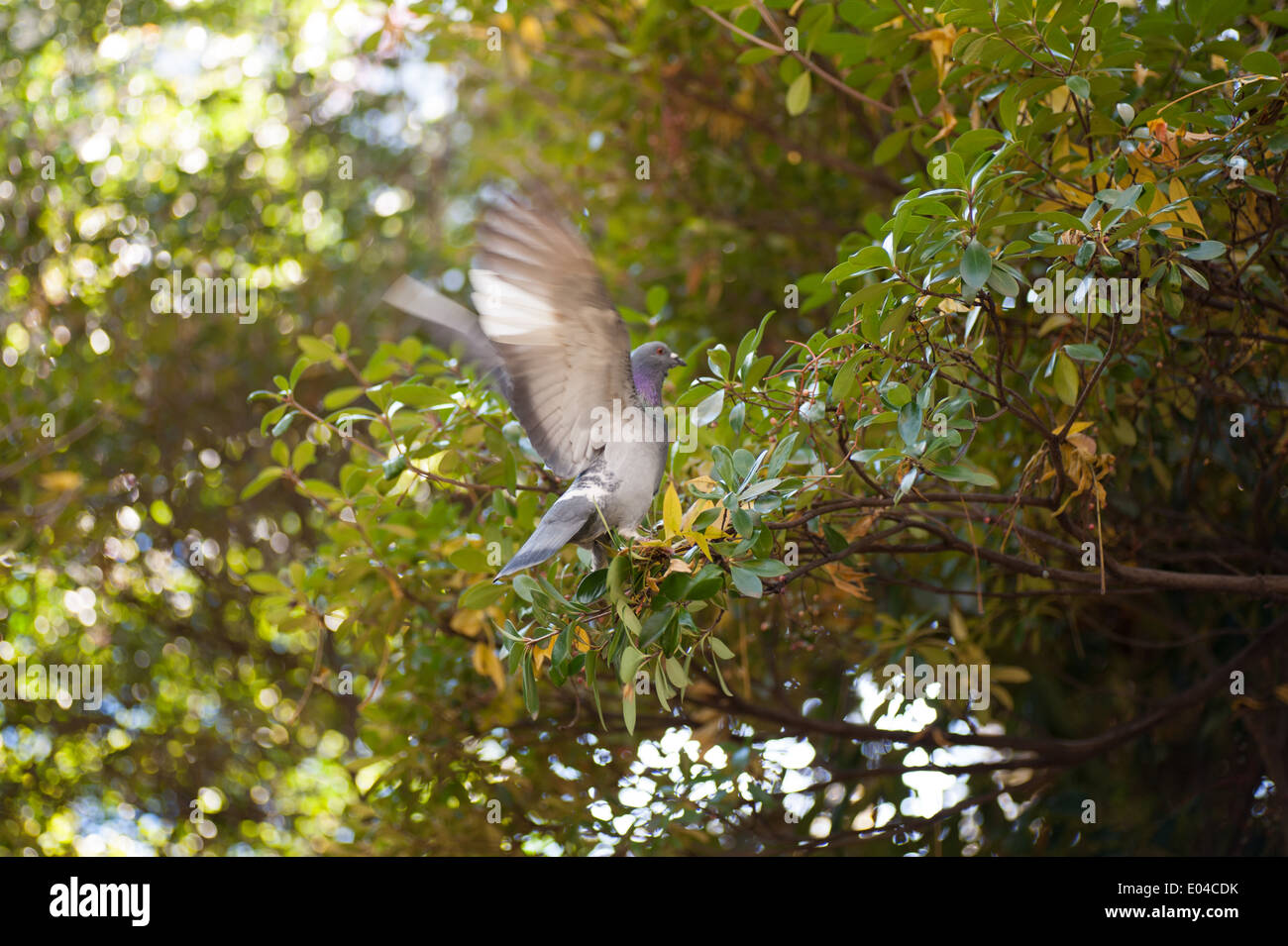 Bird Flying At Kanda Shrine, Tokyo, Japan Stock Photo - Alamy