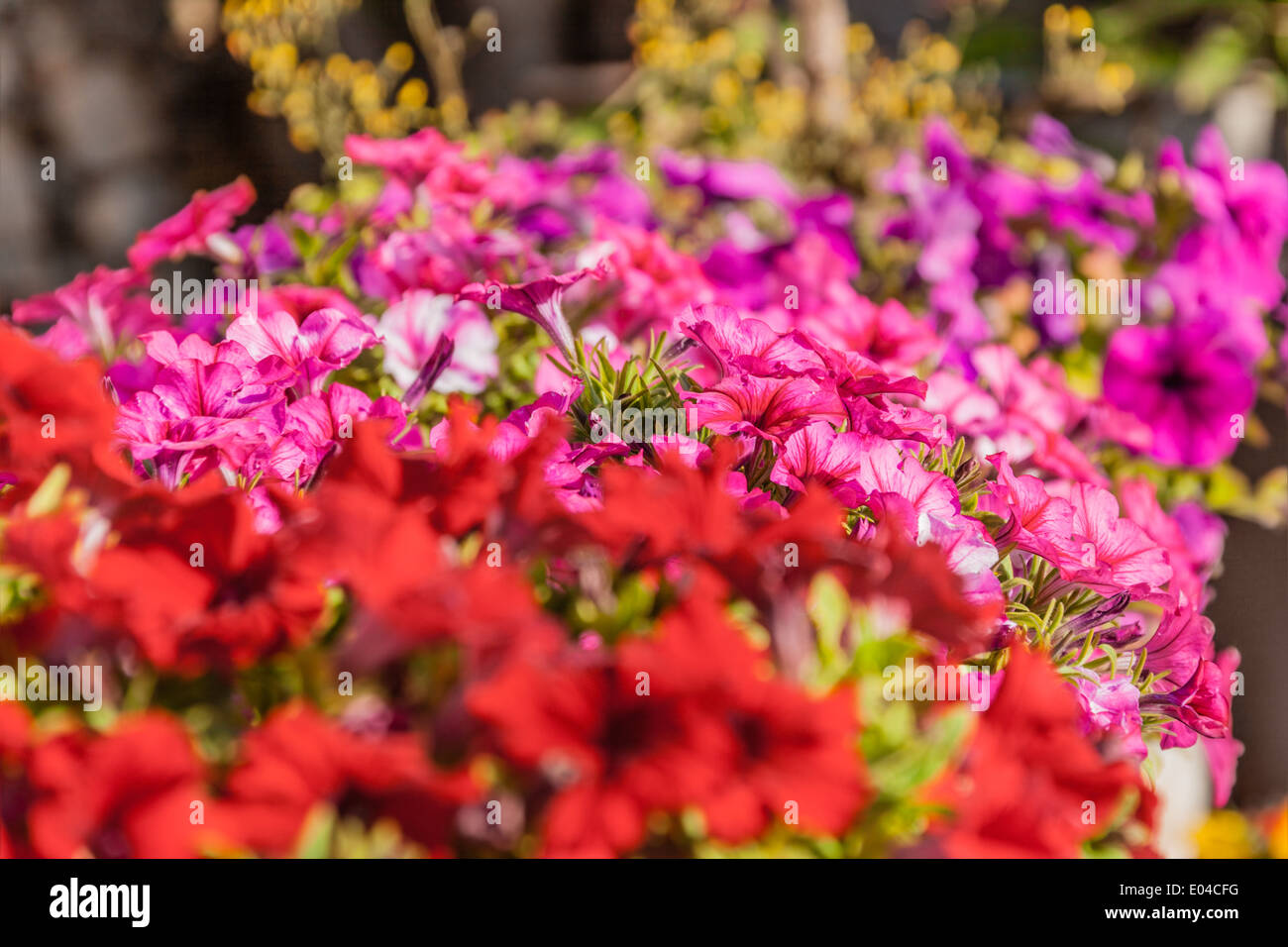 Flowers photographed with depth of field hi-res stock photography and ...