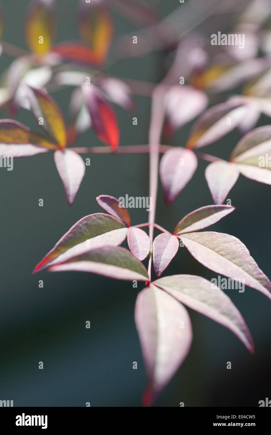 Tokyo vegetation hi-res stock photography and images - Alamy