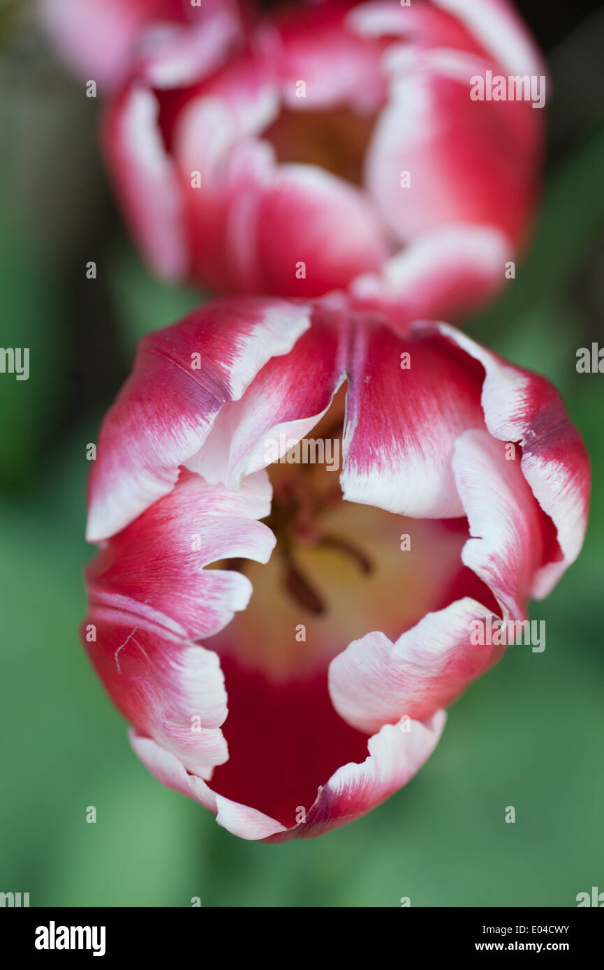 Flowers tokyo japan hi-res stock photography and images - Alamy