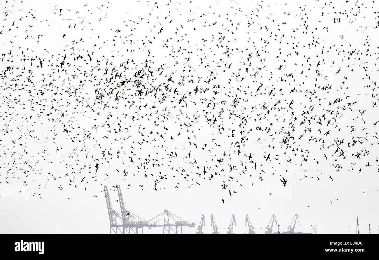 Shenyang, China's Liaoning province. 1st May, 2014. A flock of birds ...