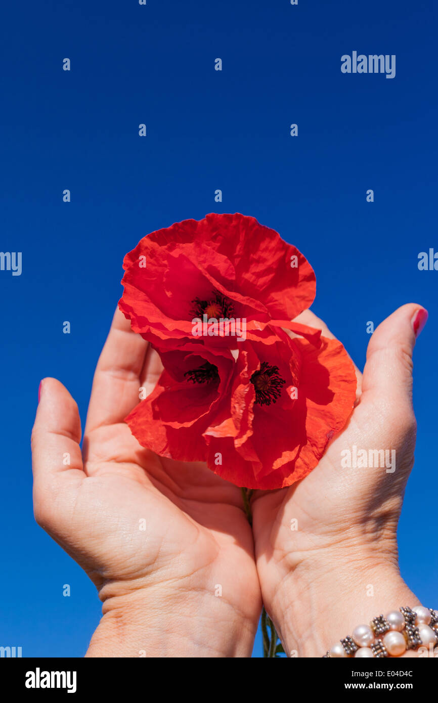 Poppy finger nails hi-res stock photography and images - Alamy