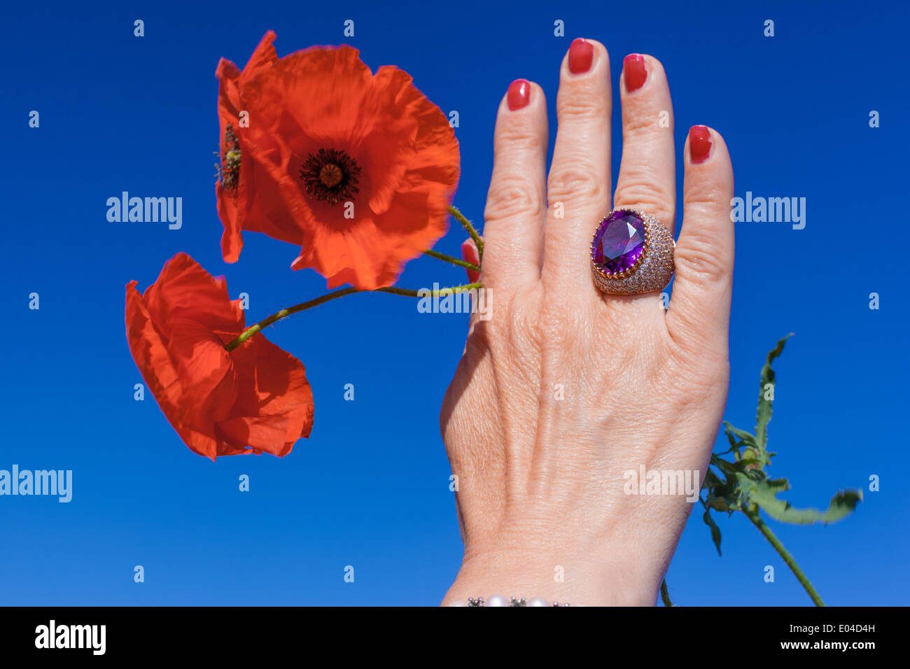 Mature woman's hands holding a red poppy against a vibrant blue sky ...