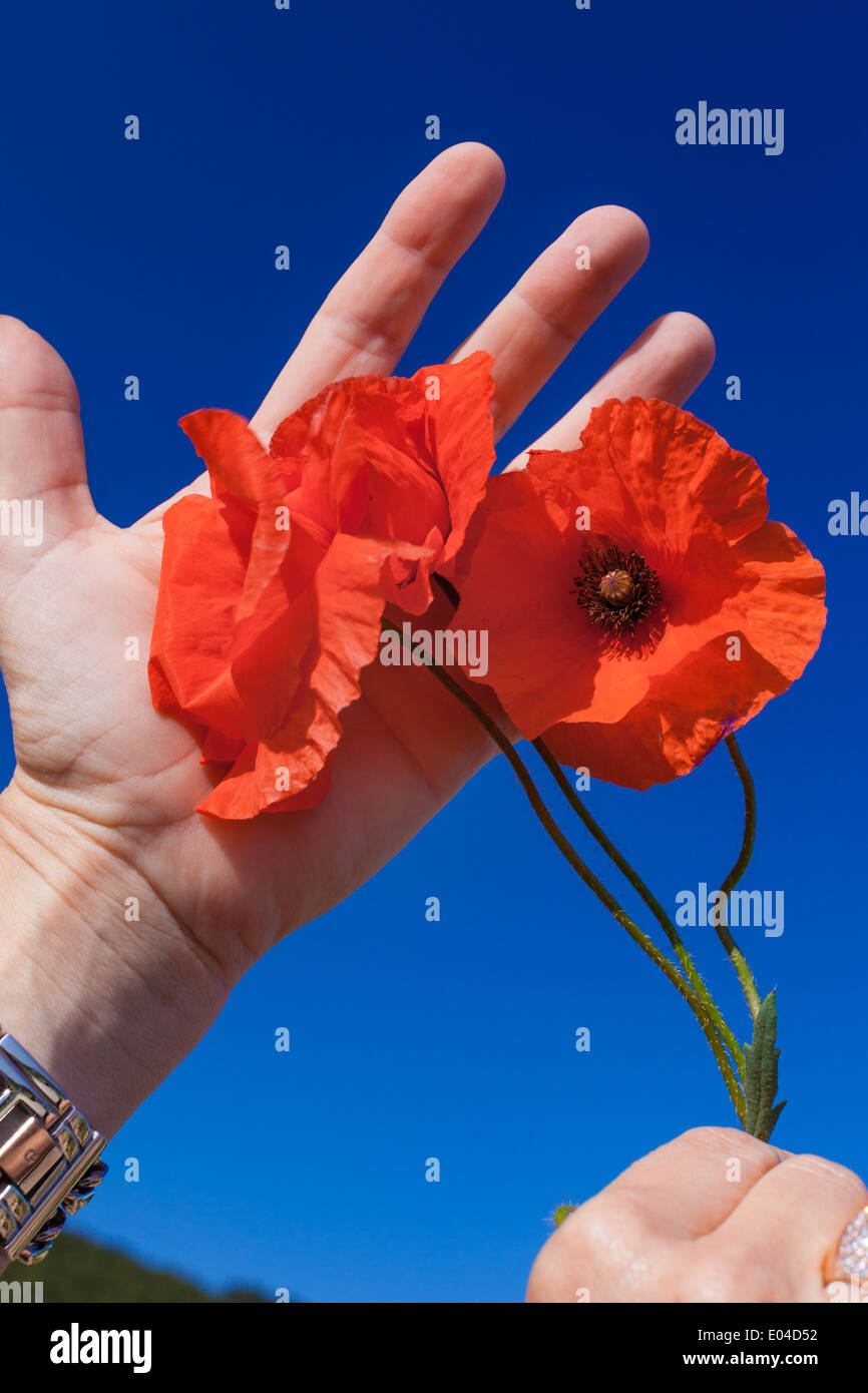 Mature woman's hands holding a red poppy against a vibrant blue sky ...