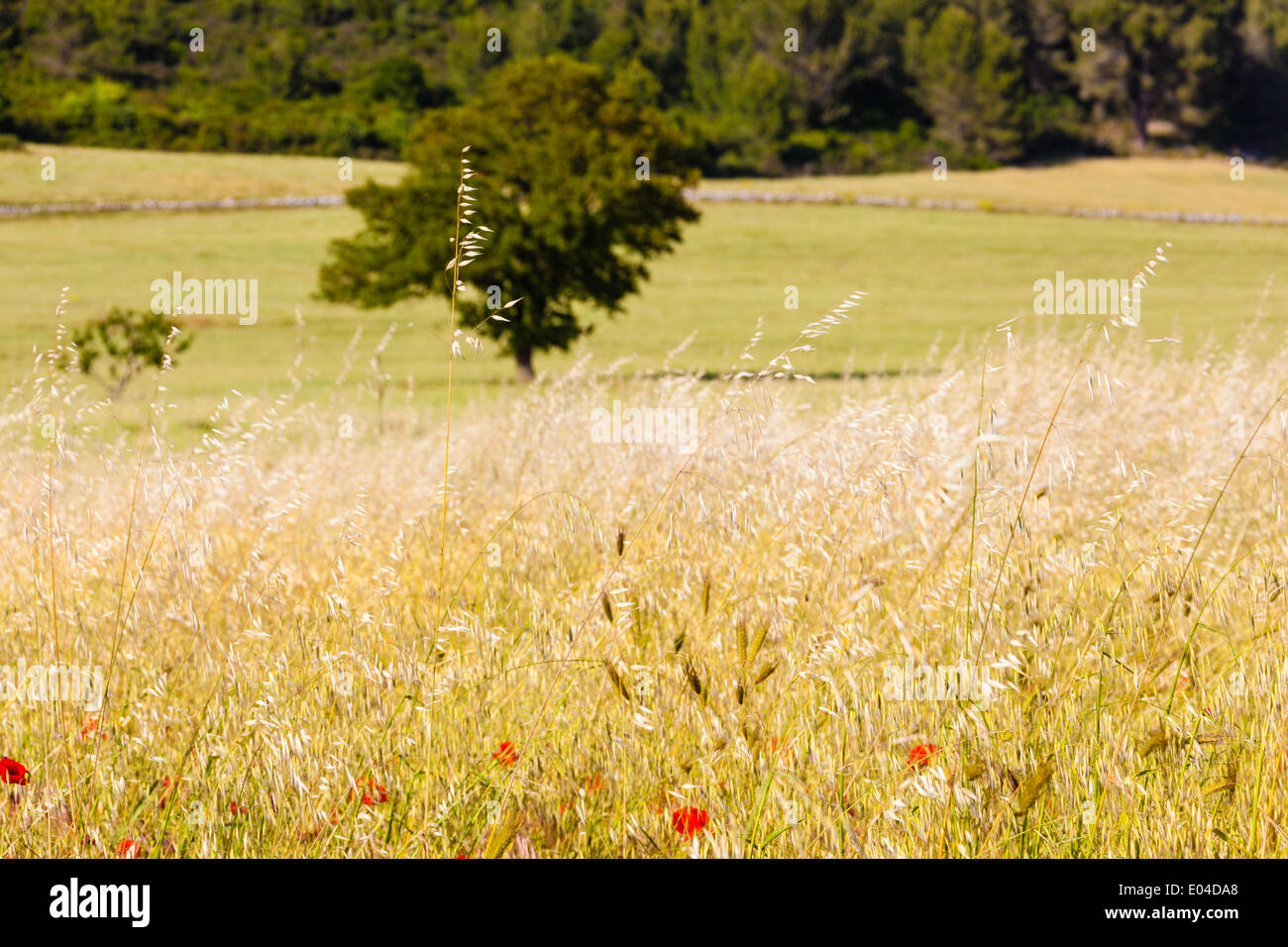 Serene prehistoric scene hi-res stock photography and images - Alamy