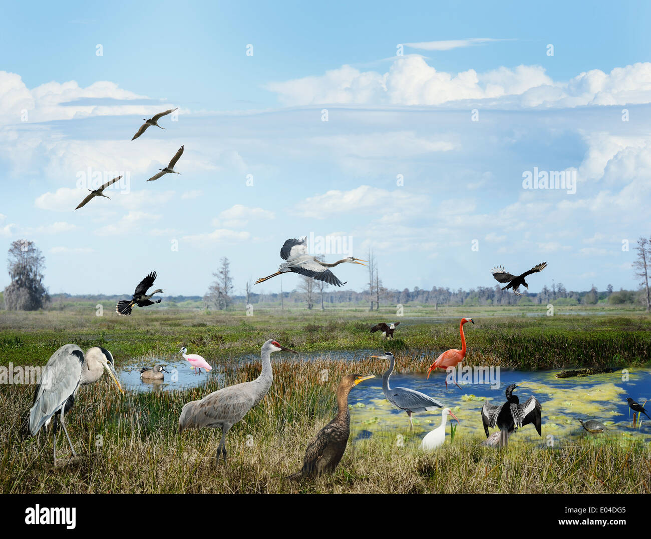 Collage birds hi-res stock photography and images - Alamy