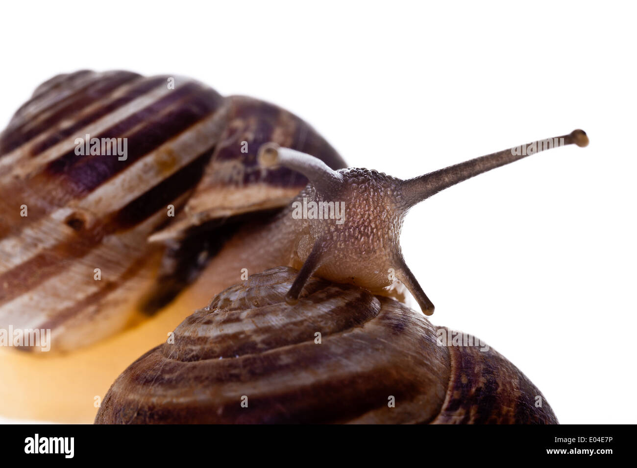 Extreme macro of a common land snail Stock Photo - Alamy