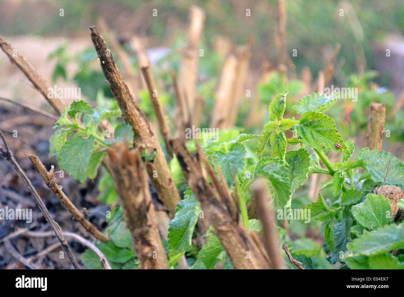 Nature finds it's way Stock Photo - Alamy