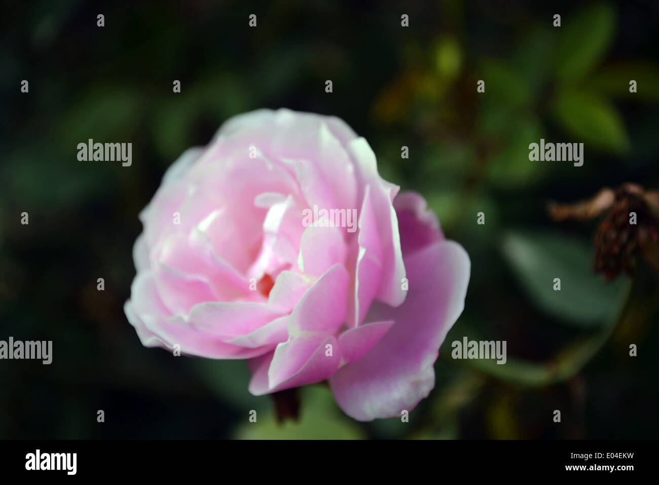 Roses pinks hi-res stock photography and images - Alamy