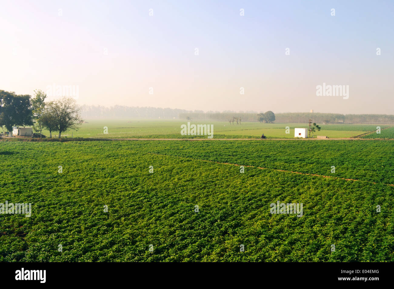 Potato Fields / Farm Stock Photo - Alamy