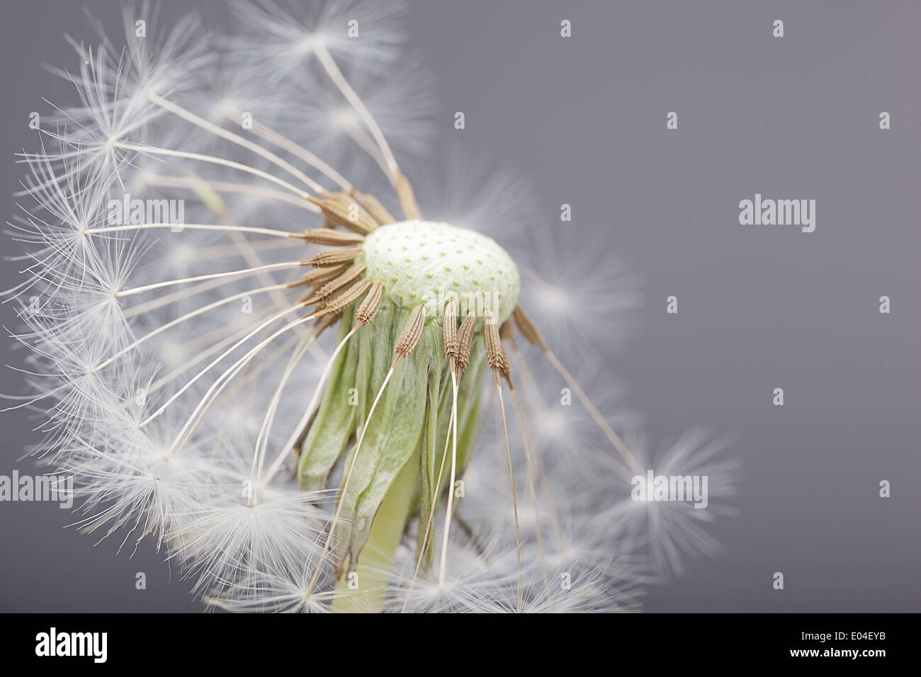 Dandelion puffs hi-res stock photography and images - Alamy