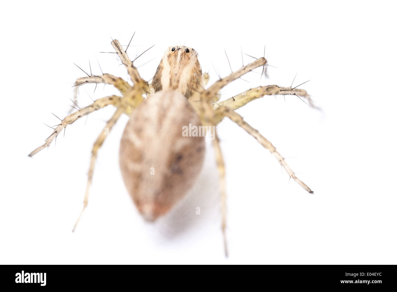 A tiny spider isolated on white Stock Photo - Alamy