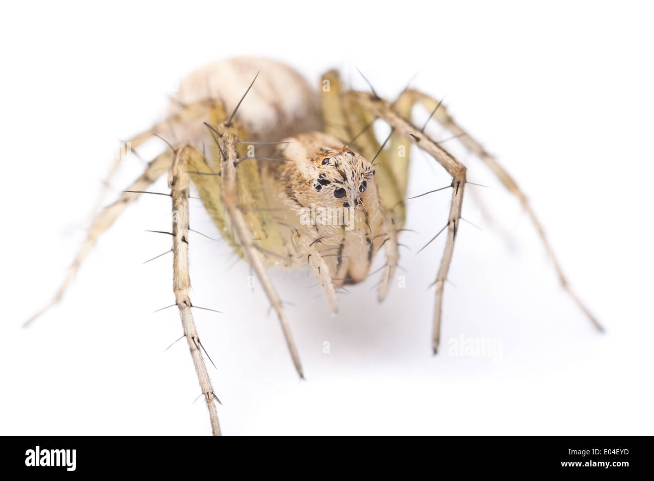 A tiny spider isolated on white Stock Photo - Alamy