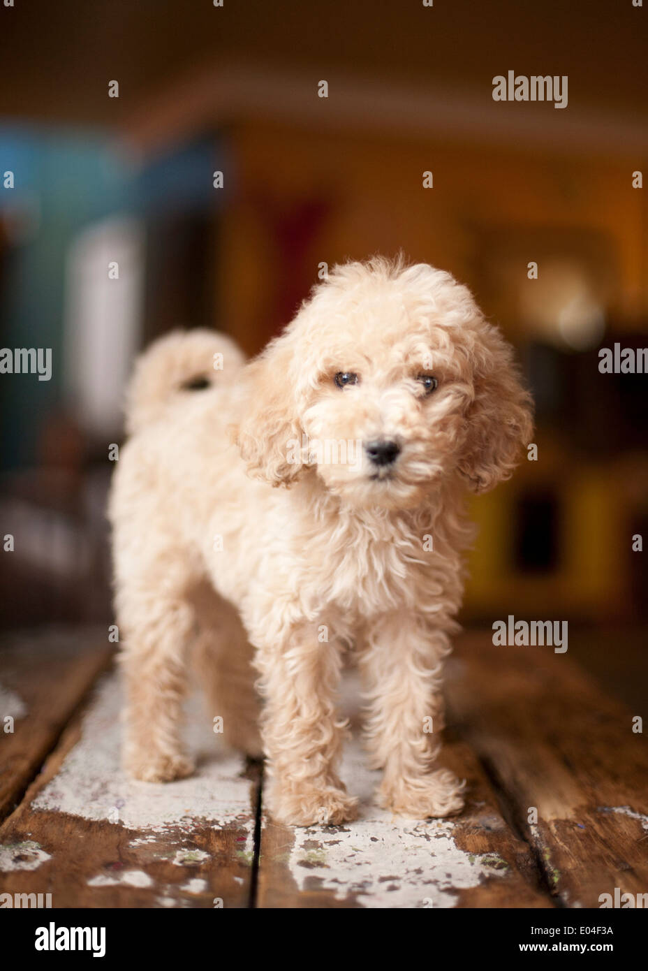 Fluffy golden doodle puppy Stock Photo - Alamy