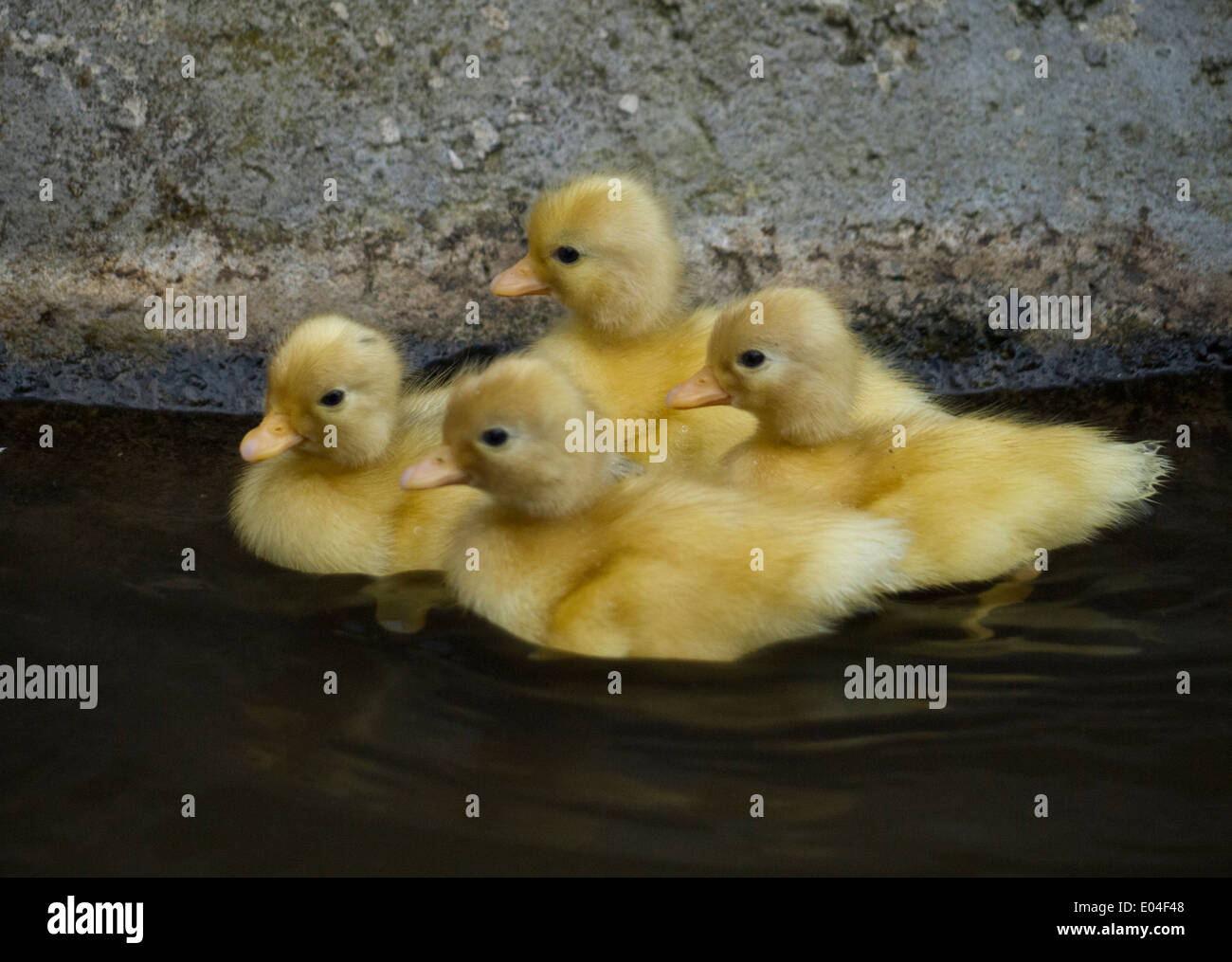 White Call ducklings swimming in pond Stock Photo - Alamy