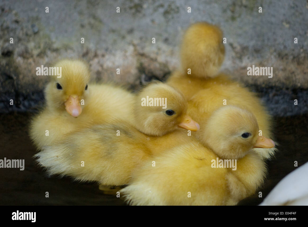Call ducklings hi-res stock photography and images - Alamy