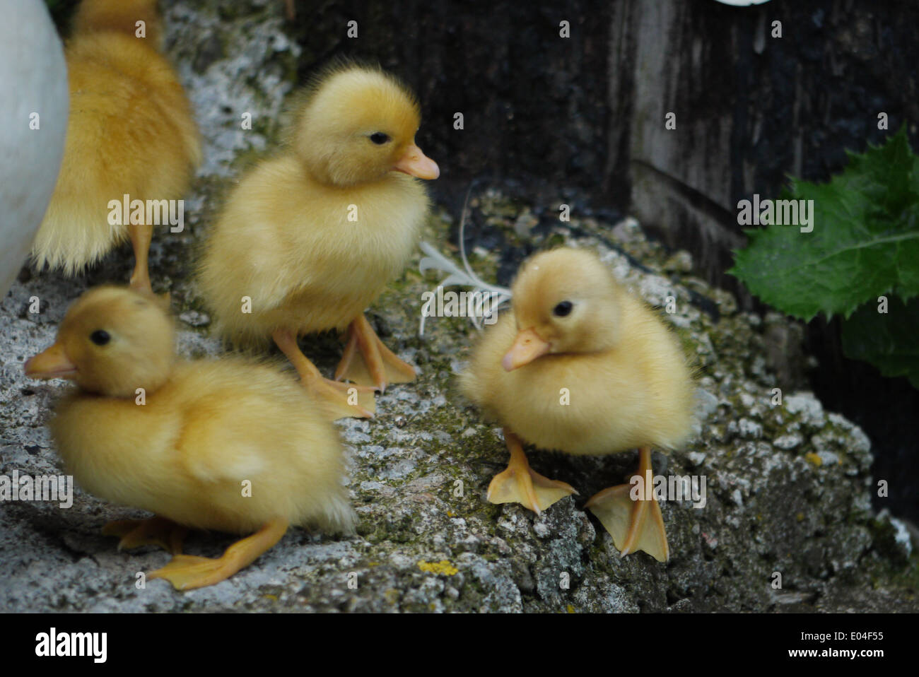 White Call ducklings swimming in pond Stock Photo - Alamy