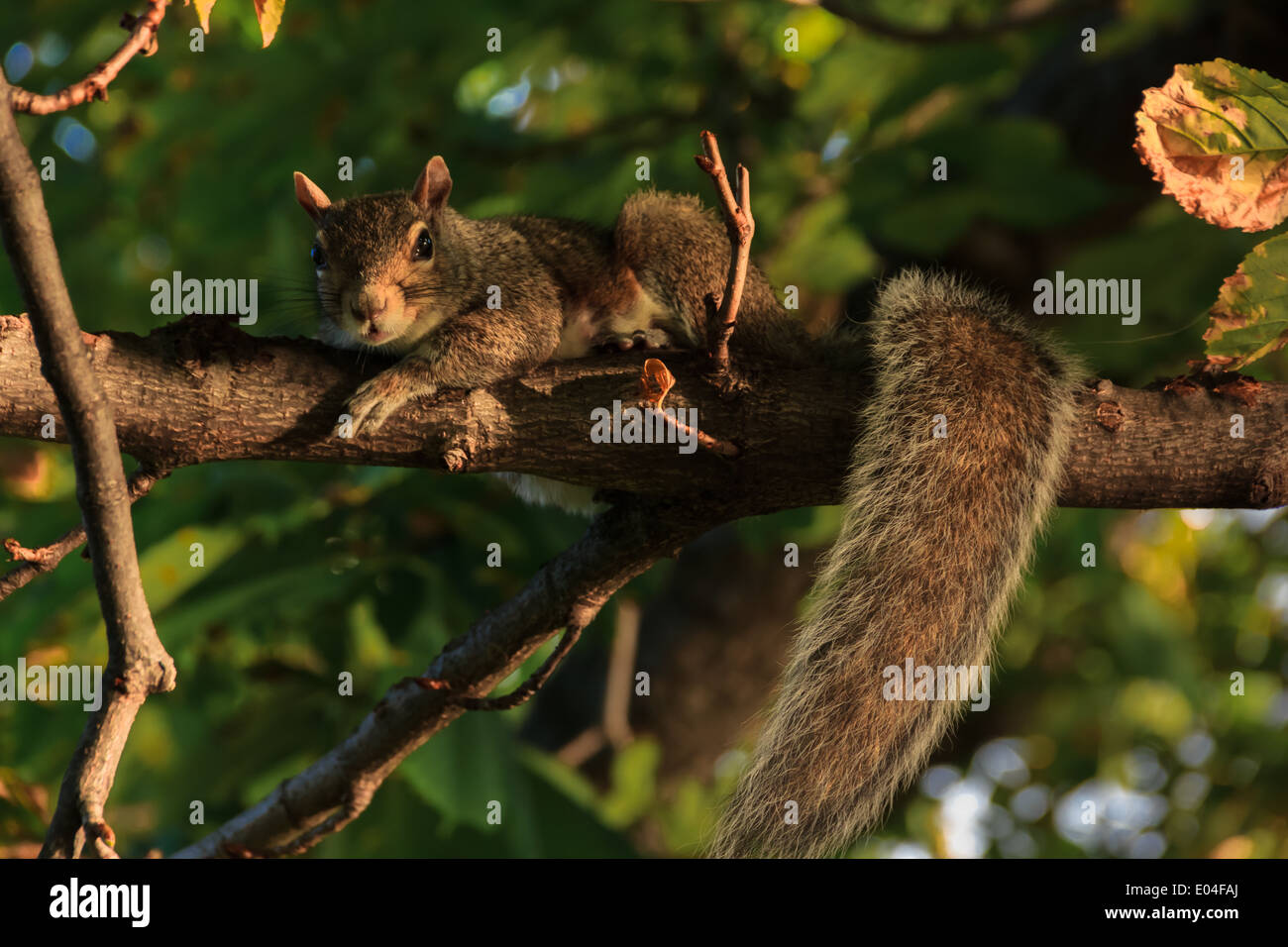 Boston wildlife hi-res stock photography and images - Alamy