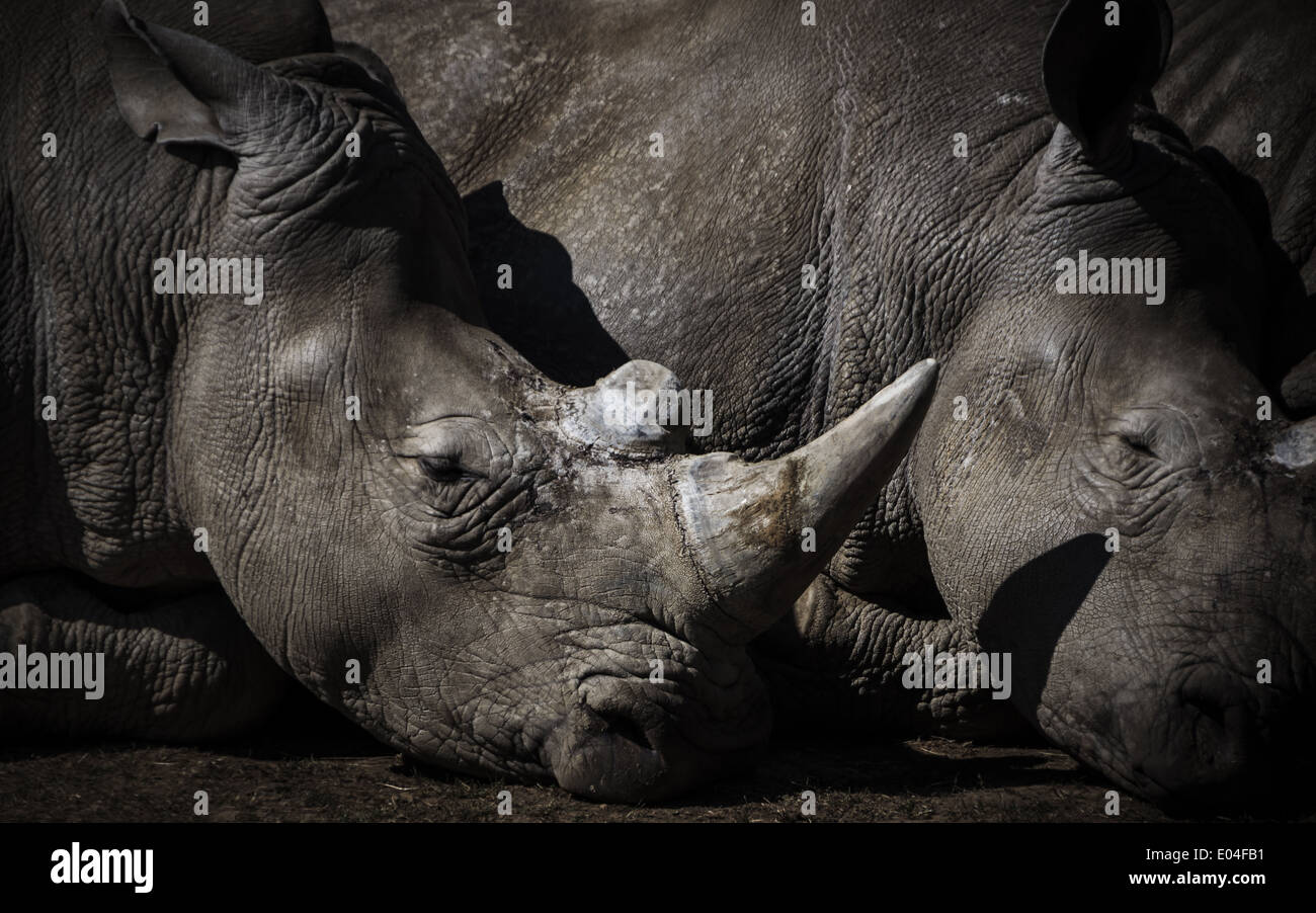 Rhino asleep hi-res stock photography and images - Alamy