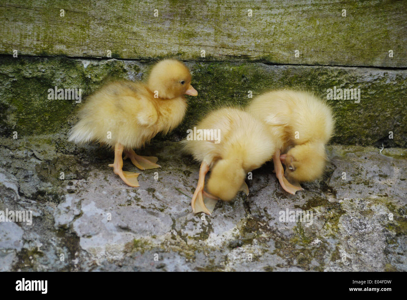 White Call ducklings swimming in pond Stock Photo - Alamy