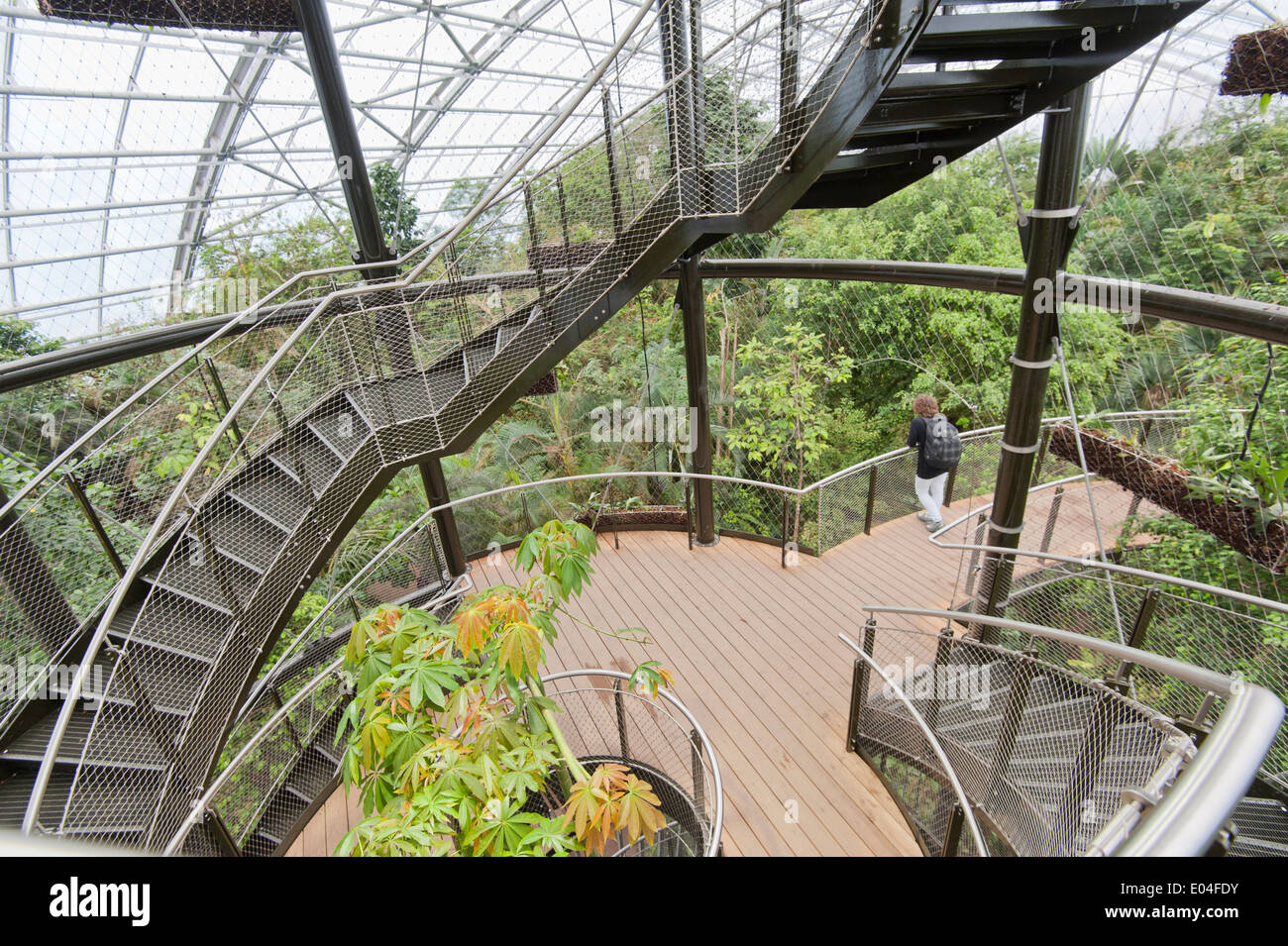 "Skywalk" of the Masoala rainforest hall in Zurich zoo Stock Photo - Alamy