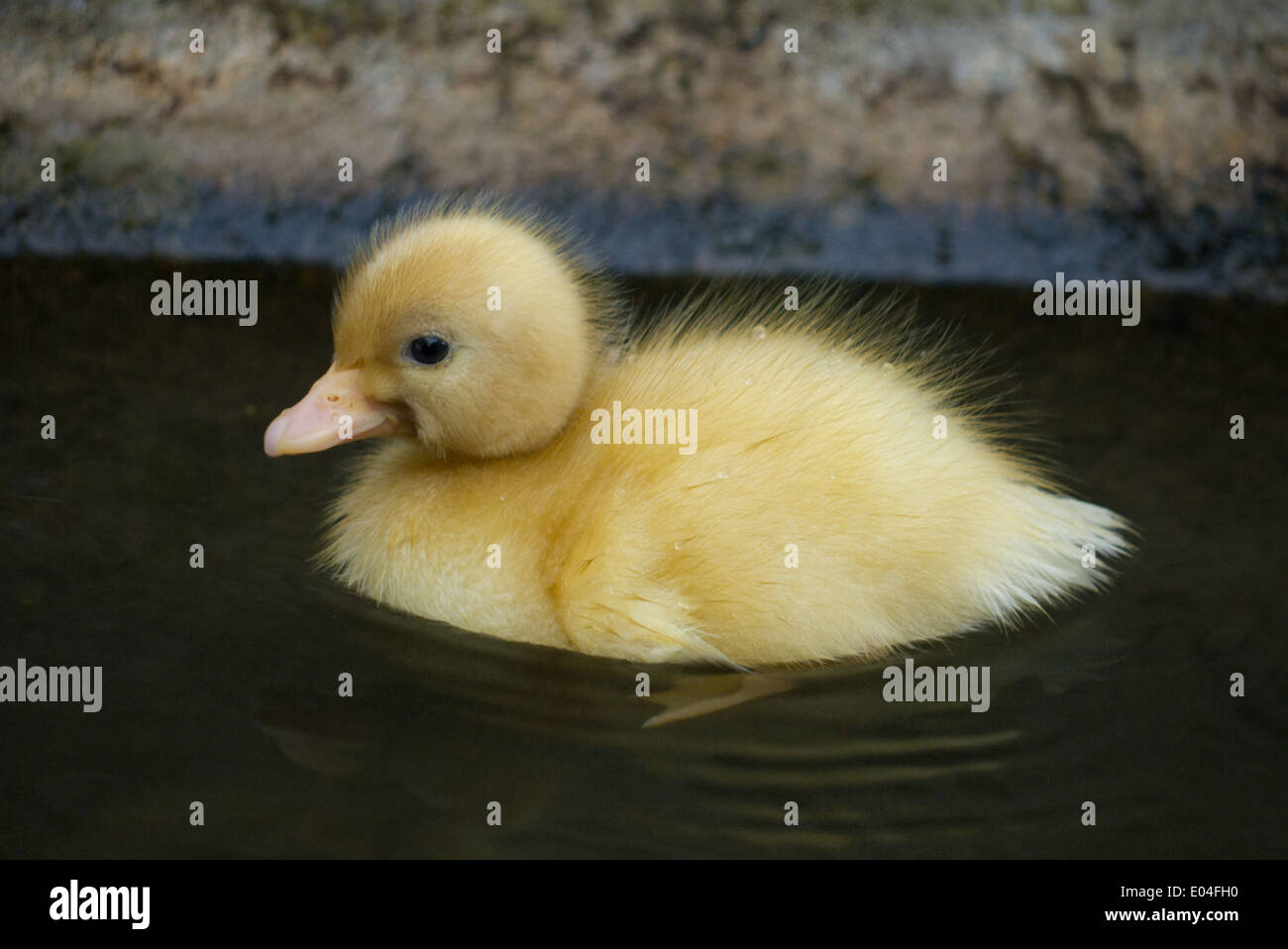 White Call duck & her ducklings swimming in pond Stock Photo - Alamy