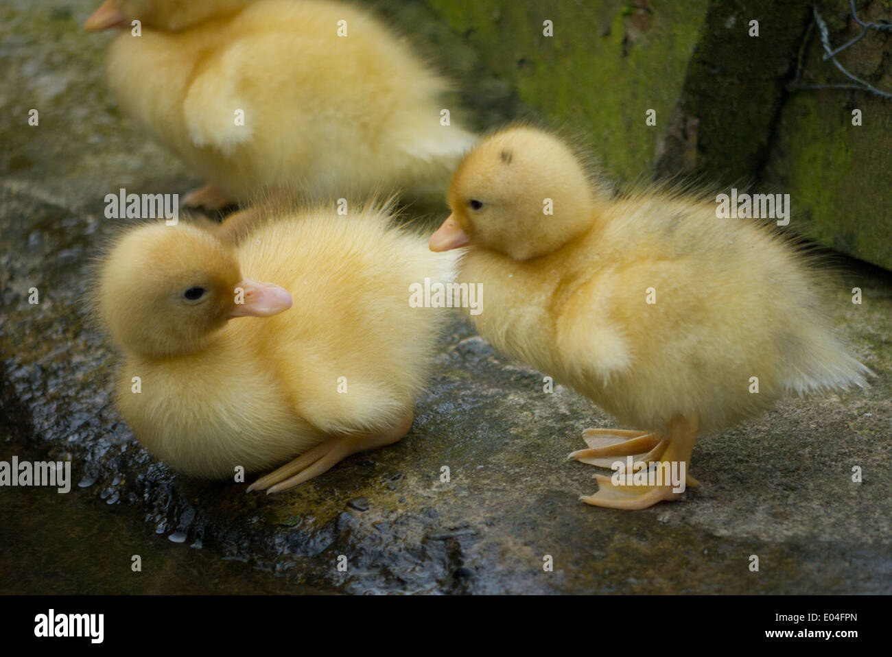 White Call ducklings swimming in pond Stock Photo - Alamy